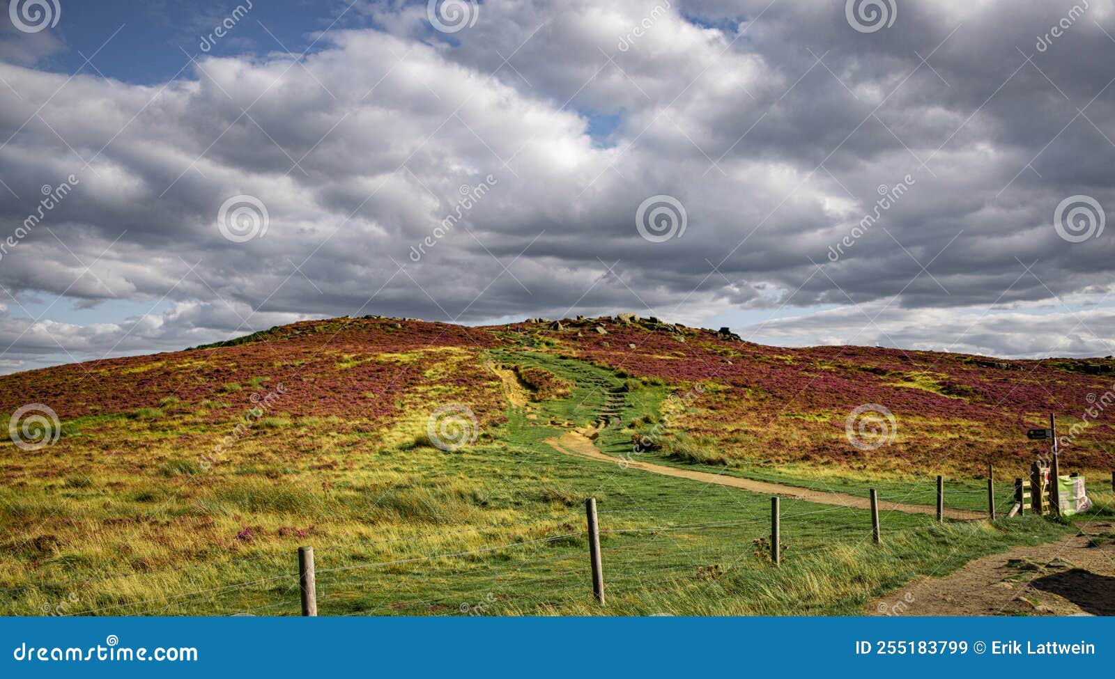 Beautiful Heather Fields in the Peak District Stock Image - Image of ...