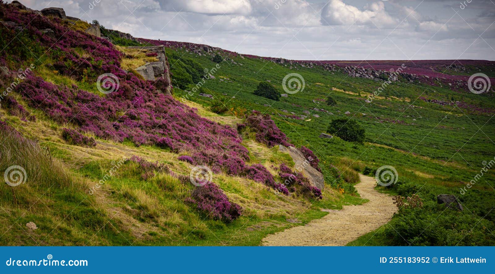 Beautiful Heather Fields in the Peak District Stock Photo - Image of ...