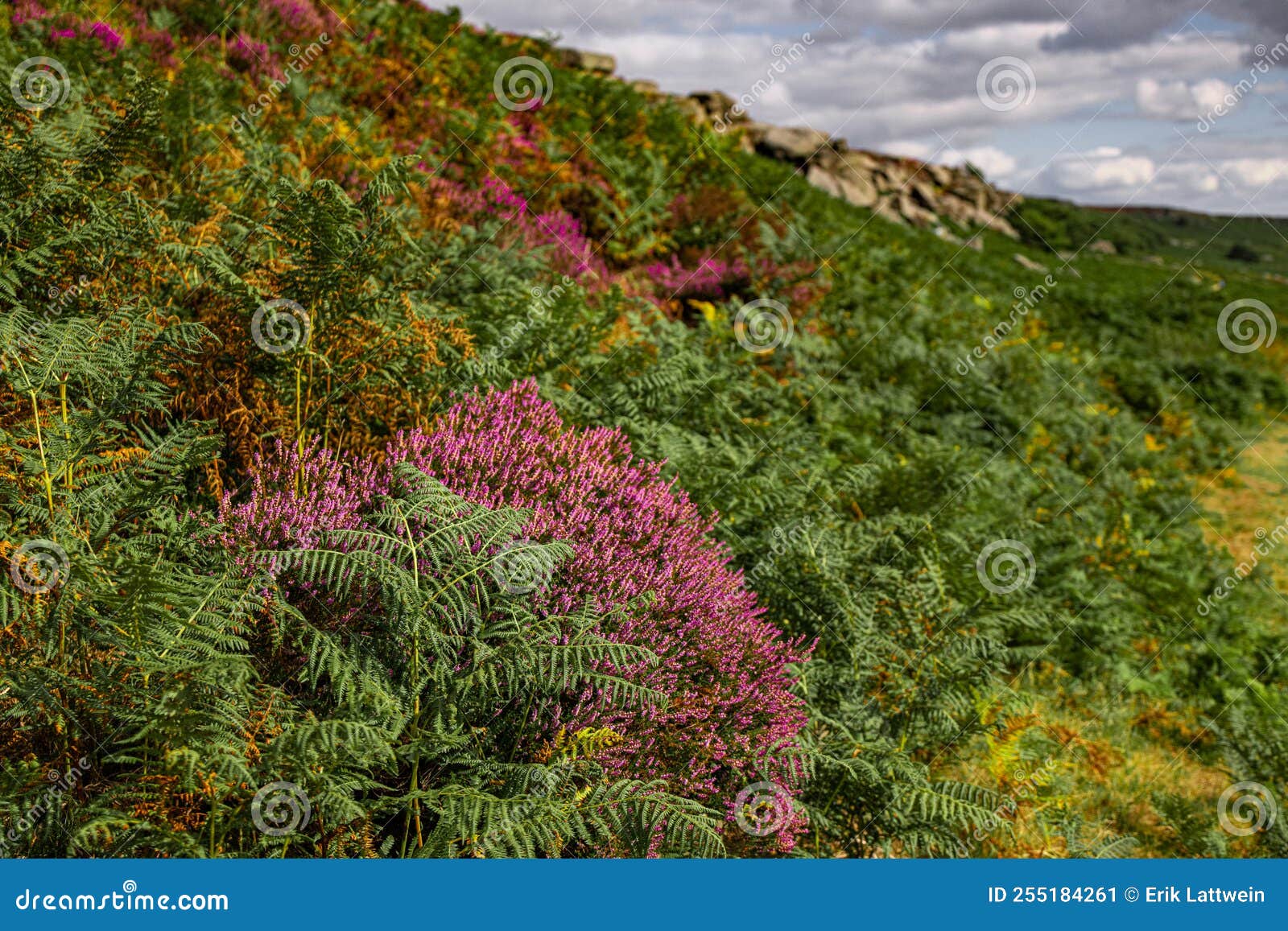 Beautiful Heather Fields in the Peak District Stock Image - Image of ...