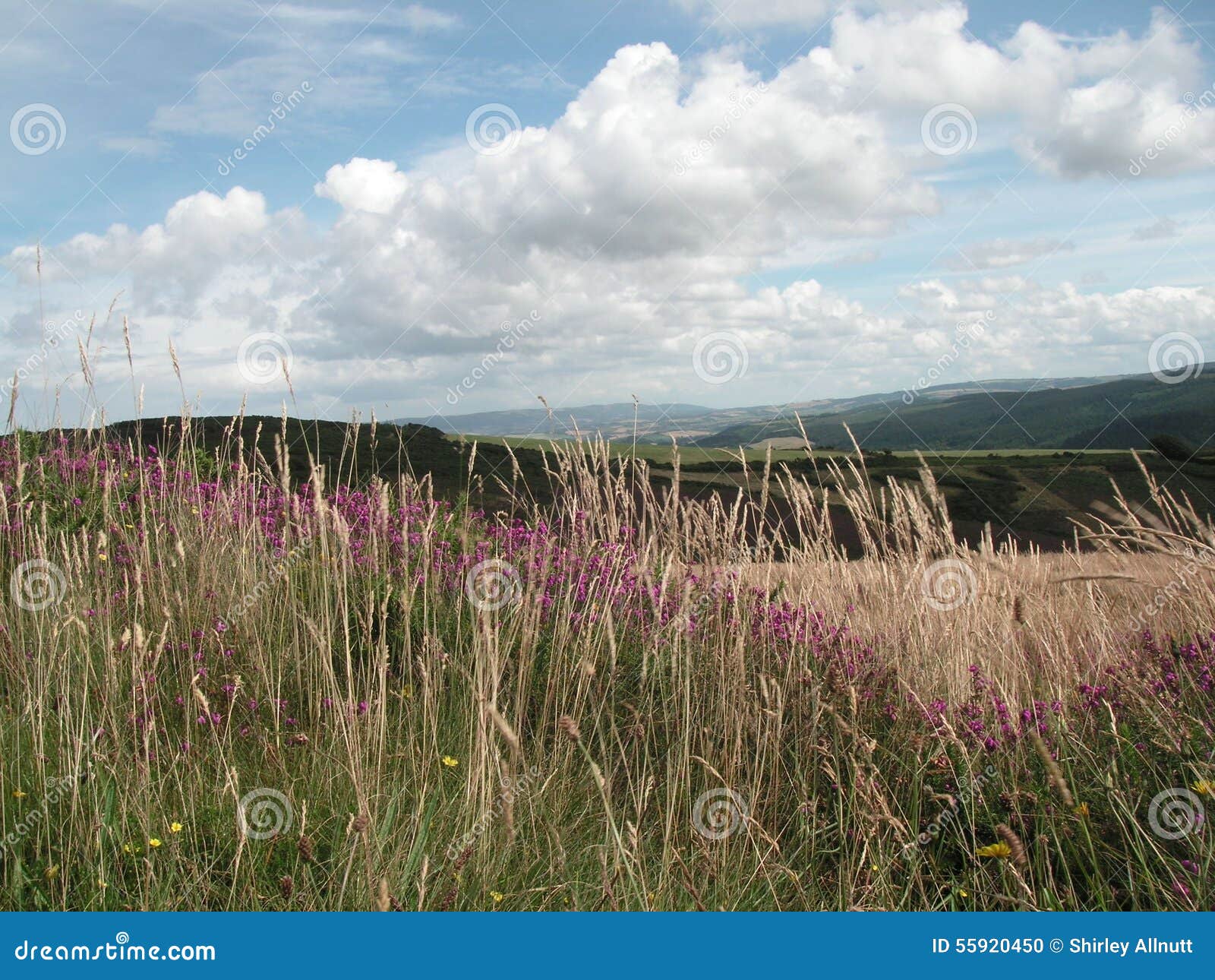 Beautiful Heather Hillside Somerset Stock Photo - Image of somerset ...