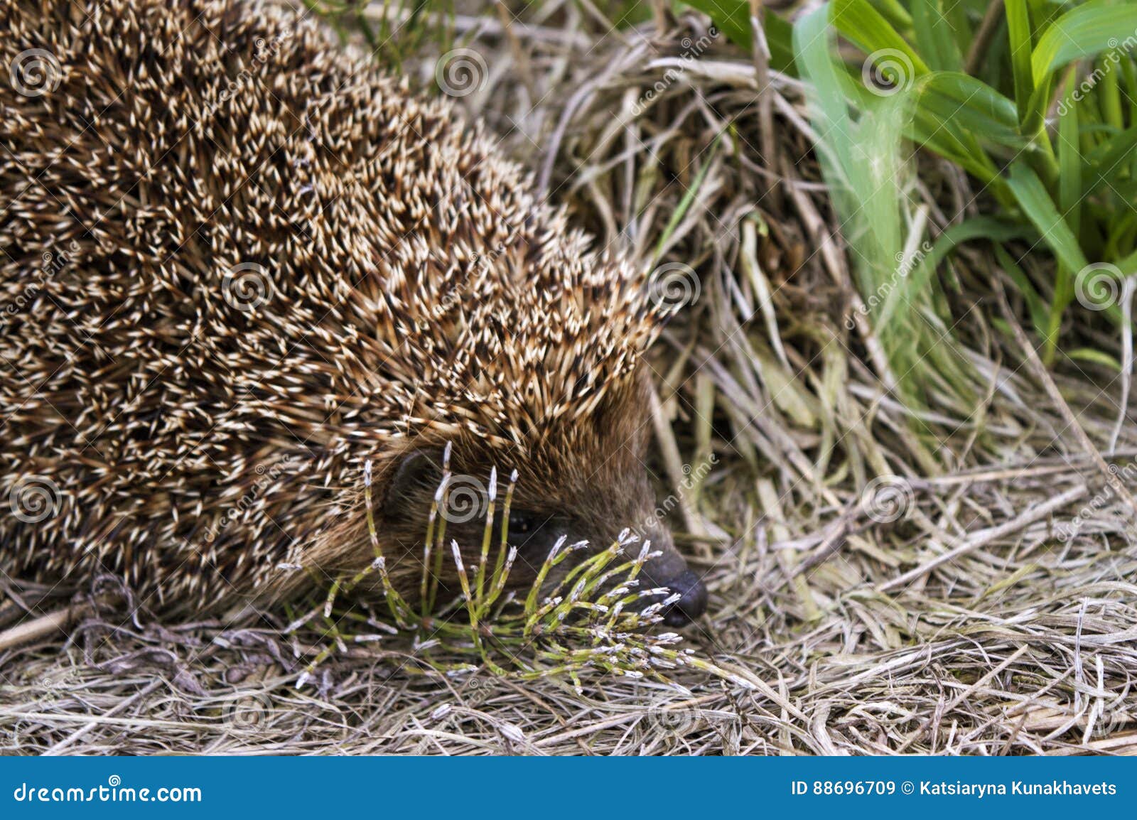 Beautiful Hedgehog Hiding in the Grass Stock Image - Image of mammals ...