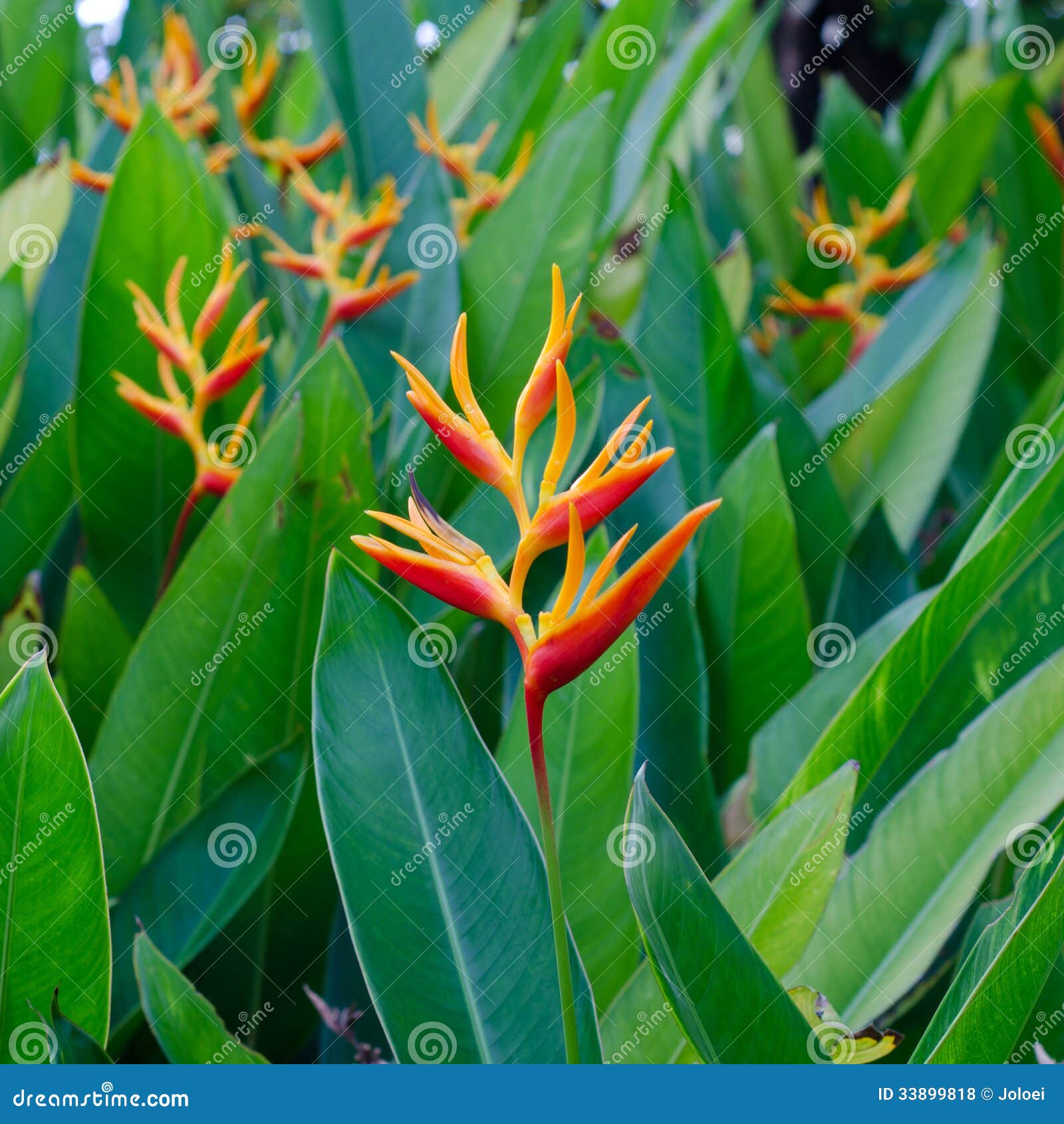 Beautiful heliconia stock photo. Image of nature, heliconia - 33899818