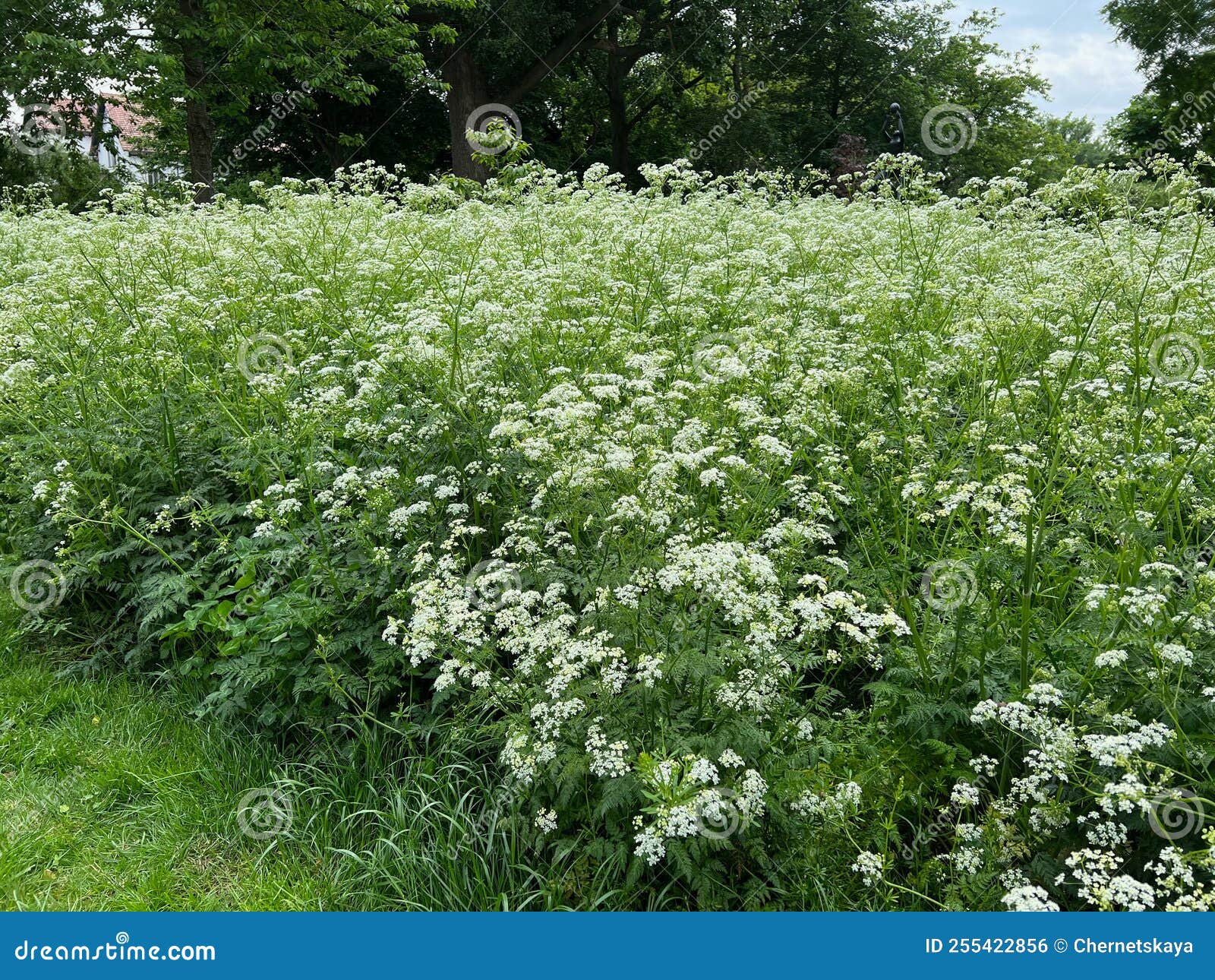 Beautiful Hemlock Plants with White Flower Outdoors Stock Photo - Image ...