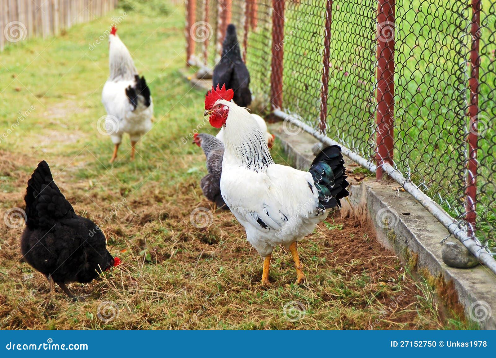 Beautiful hen stock photo. Image of avian, farmyard, feather - 27152750