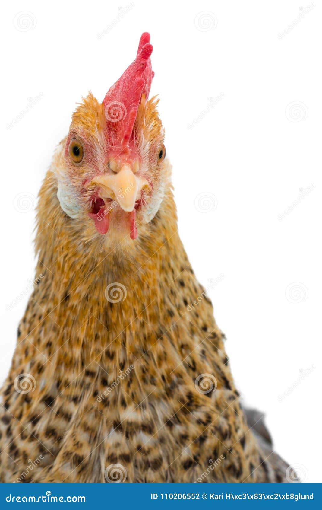 Beautiful Hen on White Background Stock Photo - Image of mohawk, animal ...