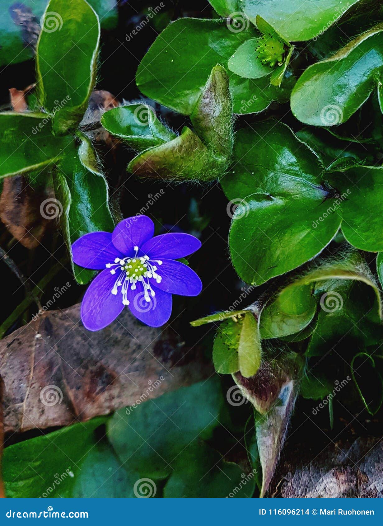 Hepatica stock photo. Image of nature, leaf, beautiful - 116096214