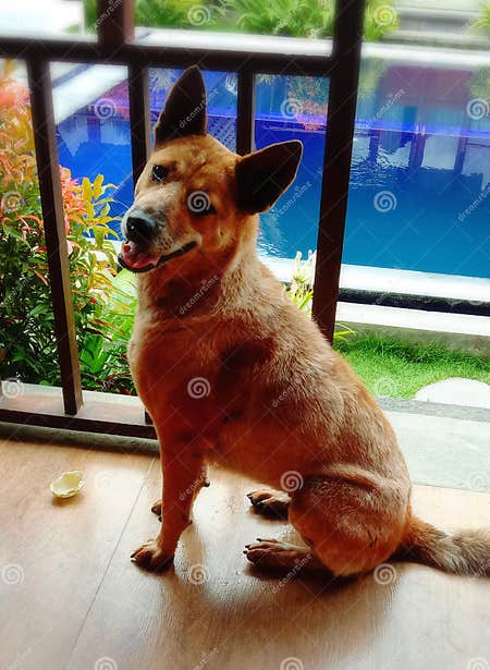 Beautiful Her Name is Chacha Stock Photo - Image of name, retriever ...