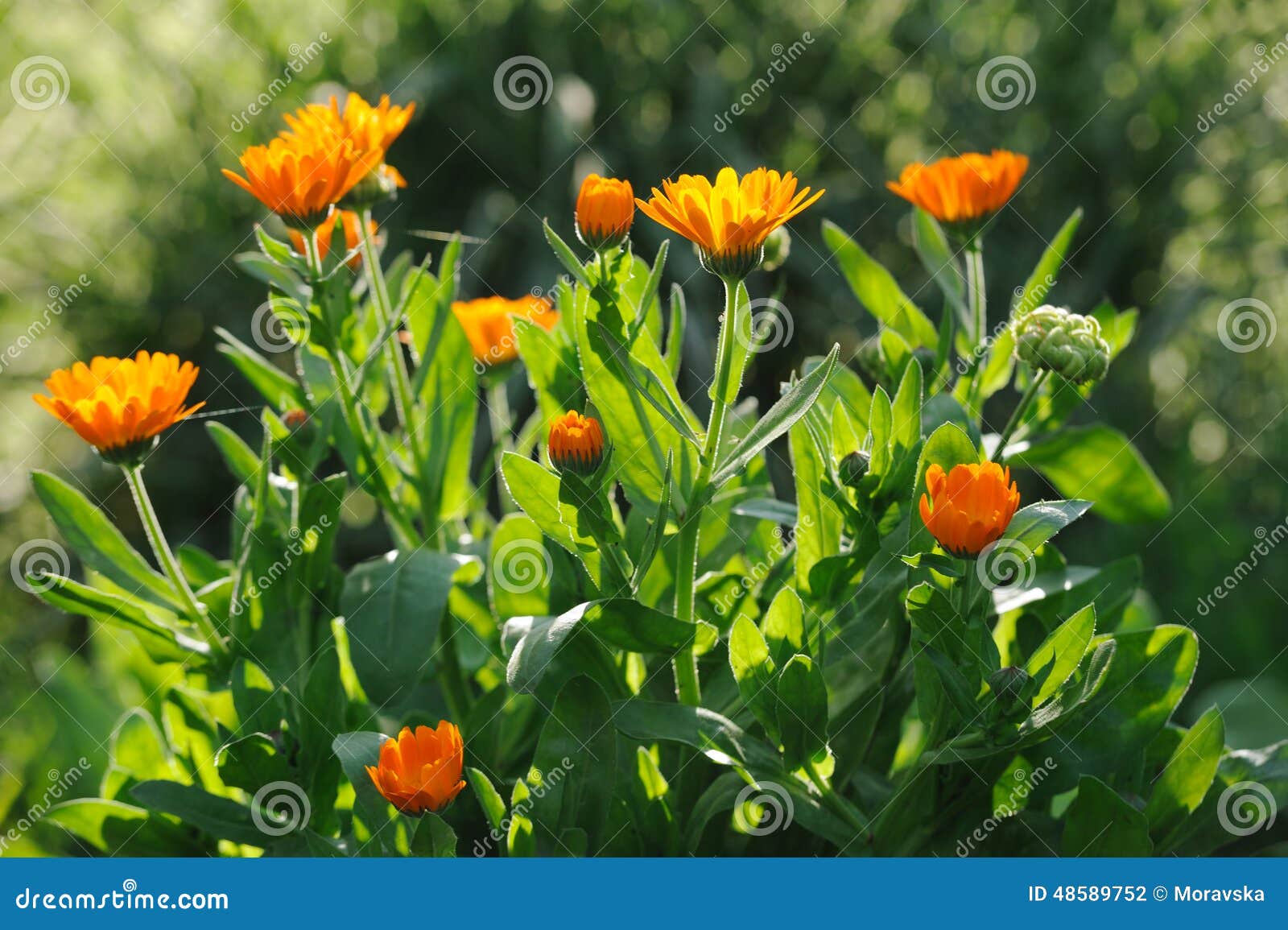 Beautiful Herbal Calendula Field in Spring Time Stock Photo - Image of ...