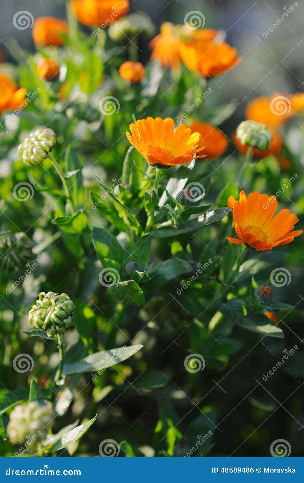 Beautiful Herbal Calendula Field Stock Photo - Image of calendula ...