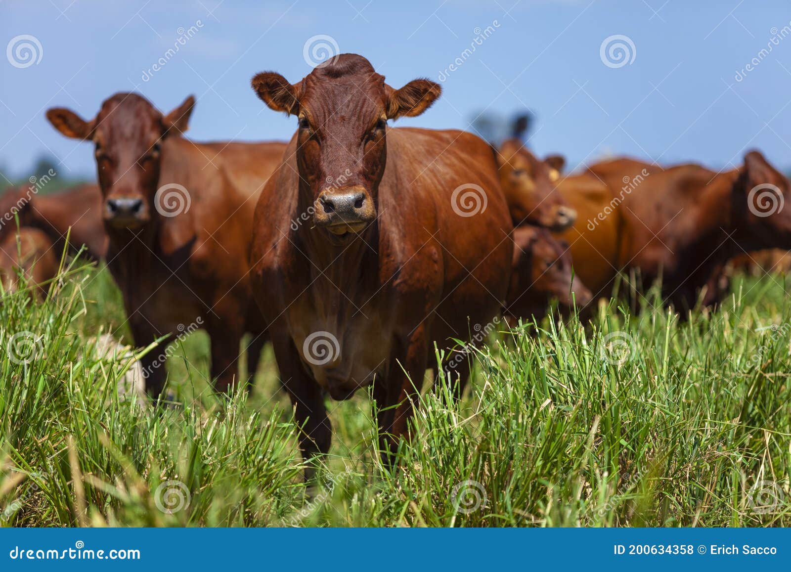 Beautiful Herd of Bonsmara Cattle from South Africa Stock Photo - Image ...