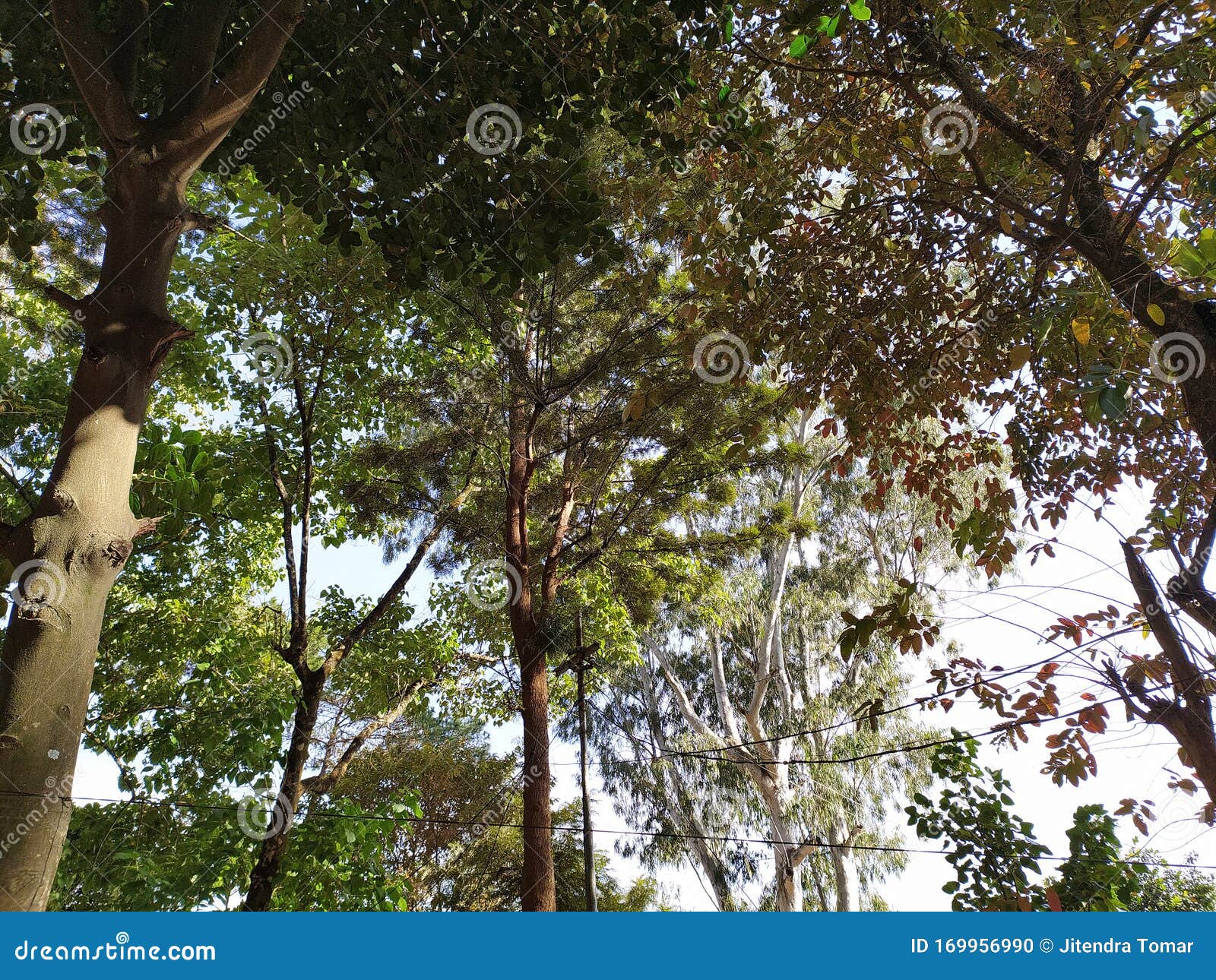 Beautiful Herd of Trees Scenery in India Stock Photo - Image of station ...