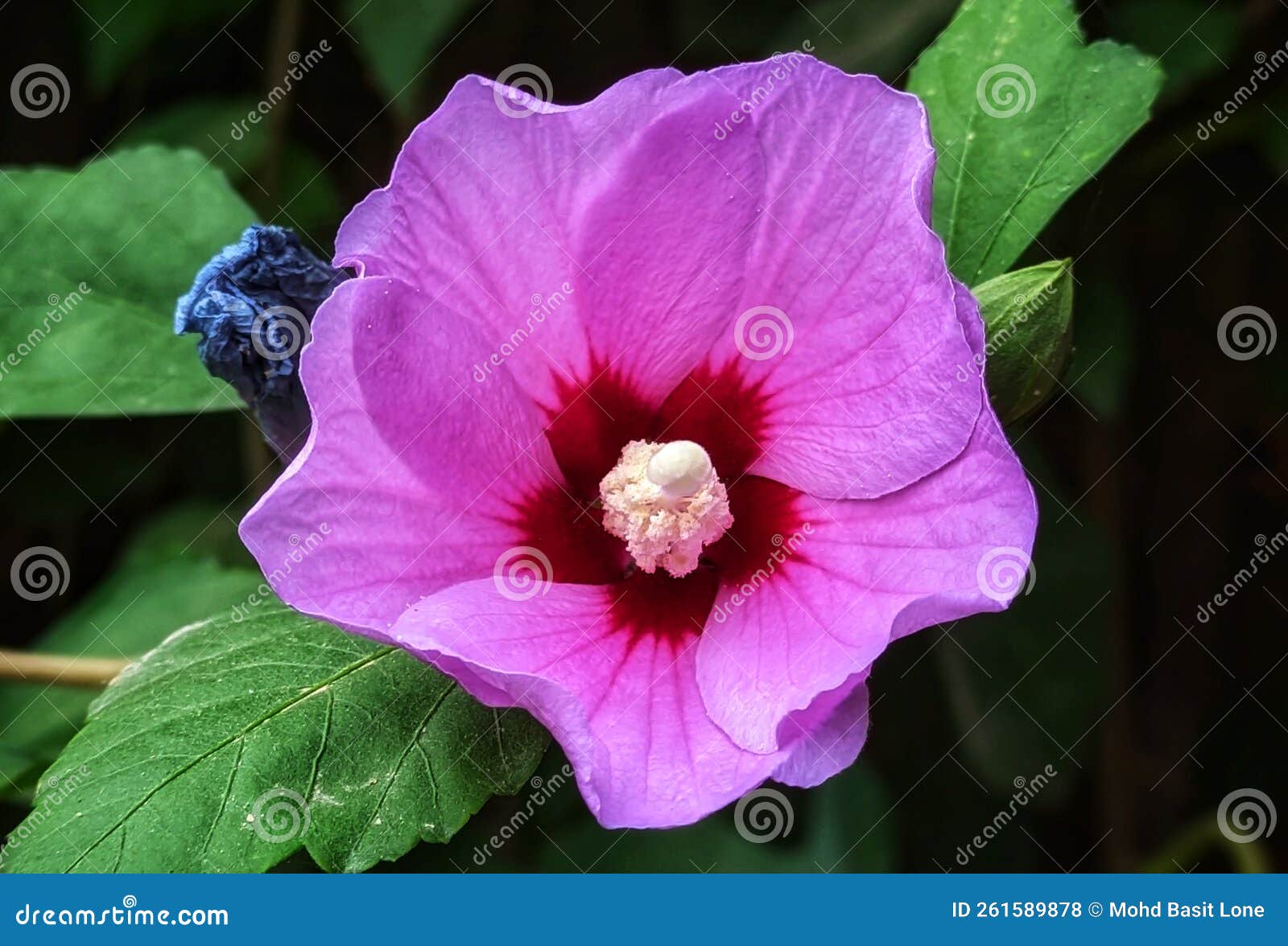 Beautiful Hibiscus flower. stock photo. Image of blossom - 261589878