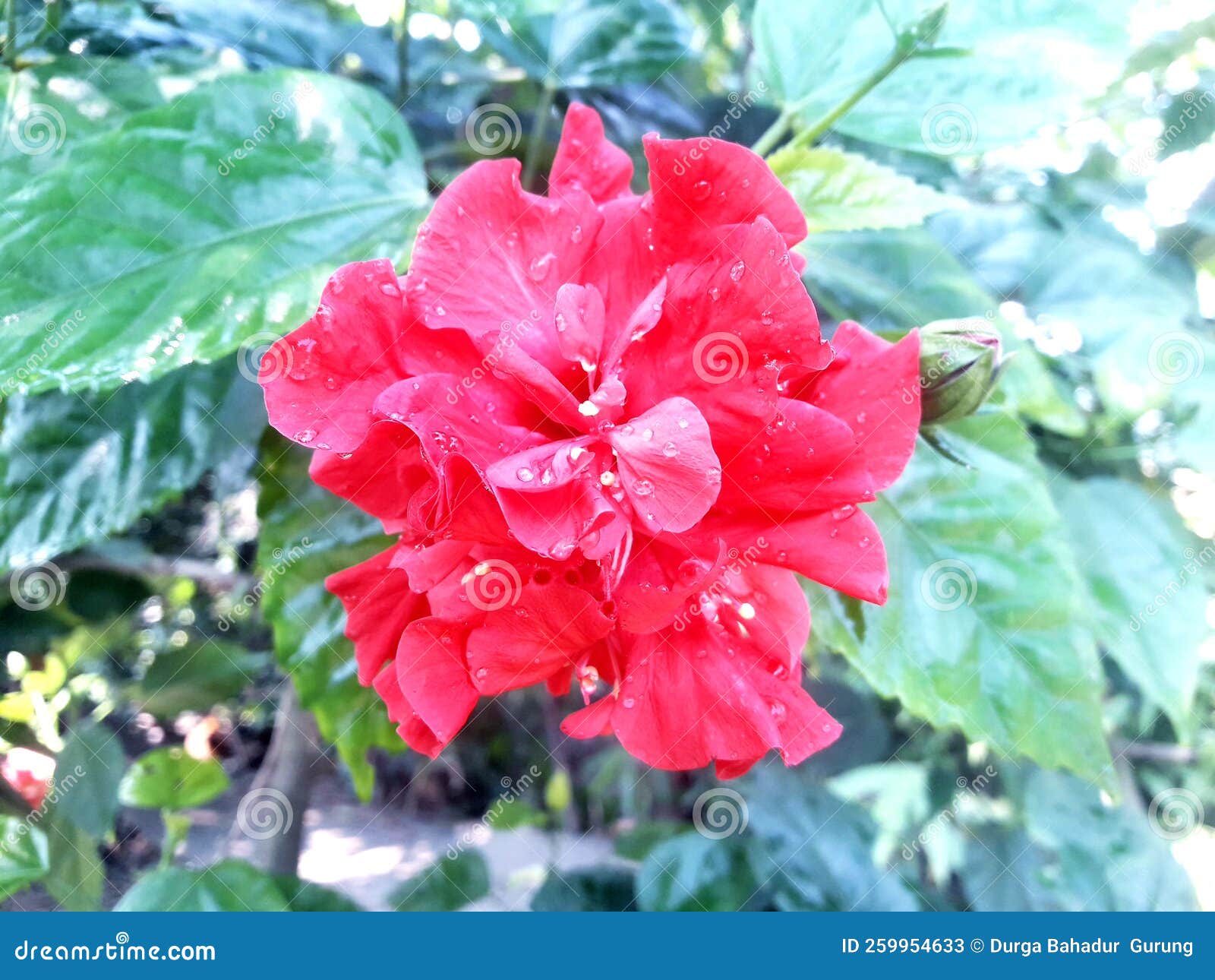 Beautiful Hibiscus Flower in the Bright Day Stock Image - Image of ...