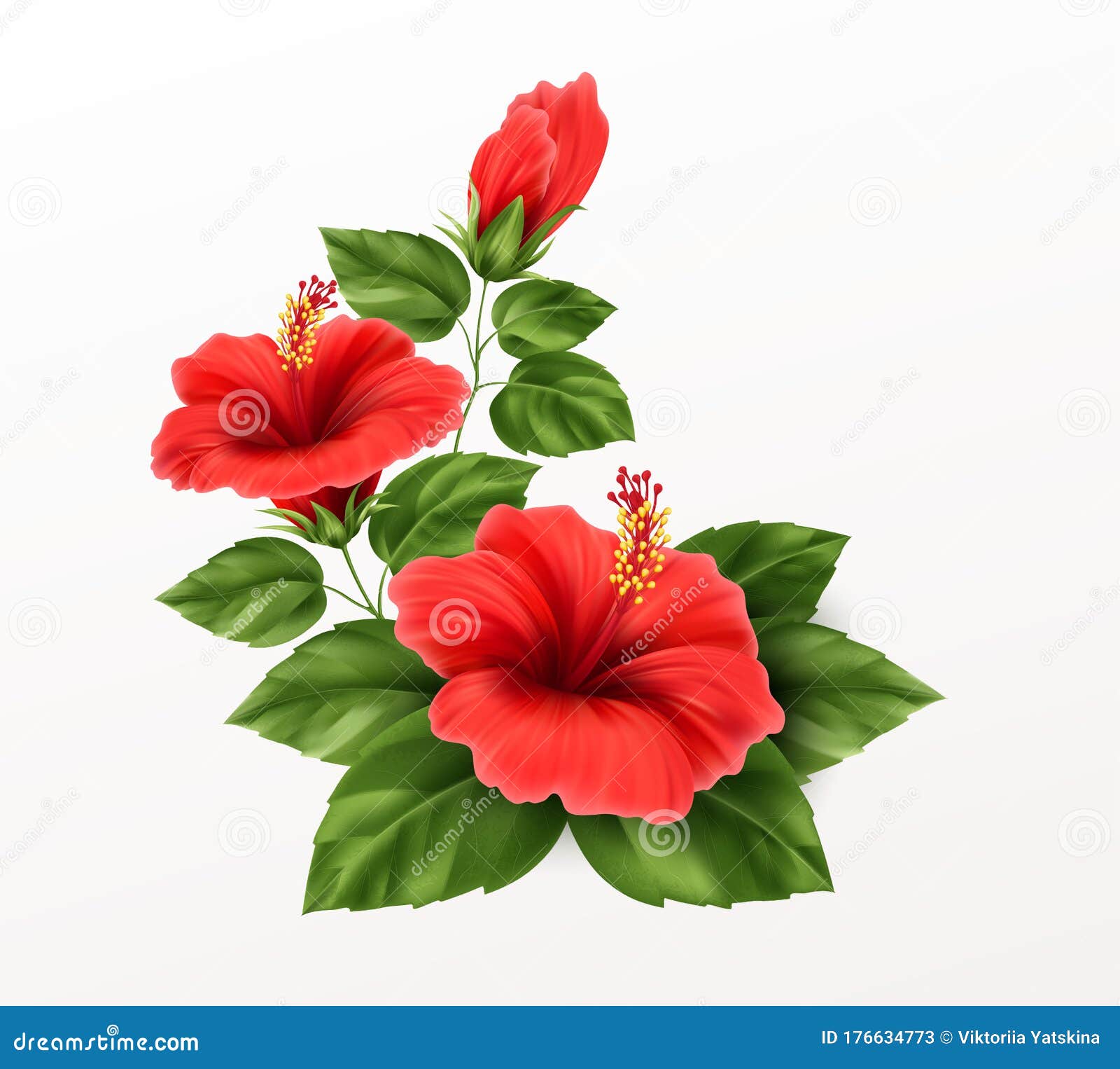 Beautiful Hibiscus Flower Buds And Leaves Isolated On White Background
