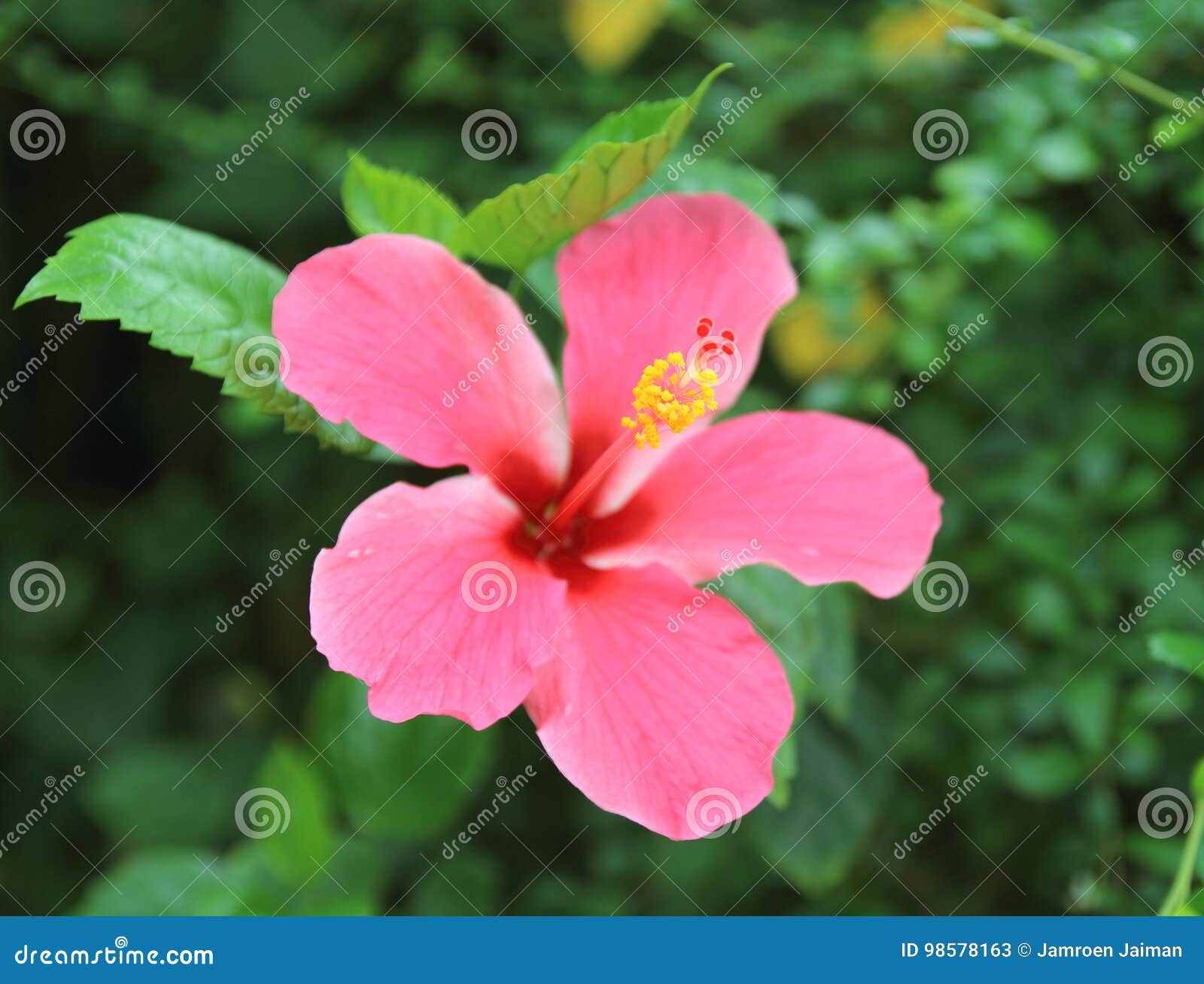 Beautiful Hibiscus Flower in the Garden. Stock Image - Image of purple ...