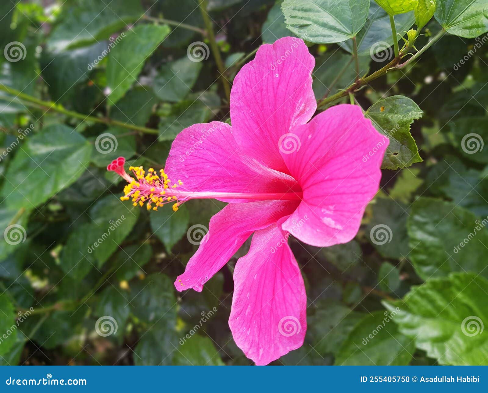 Beautiful Hibiscus in the Garden Stock Photo - Image of tree, shrub ...