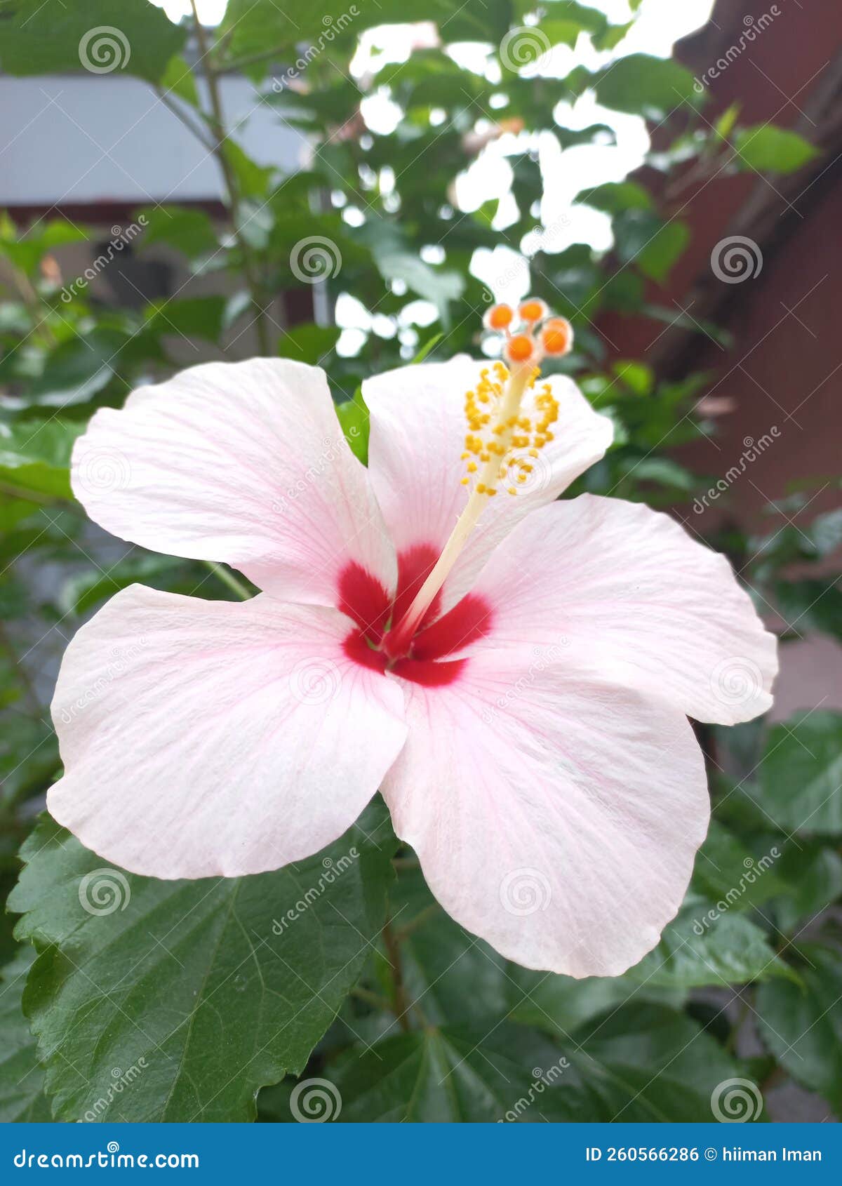 Beautiful Hibiscus Rosa-sinensis Flower Stock Photo - Image of ...