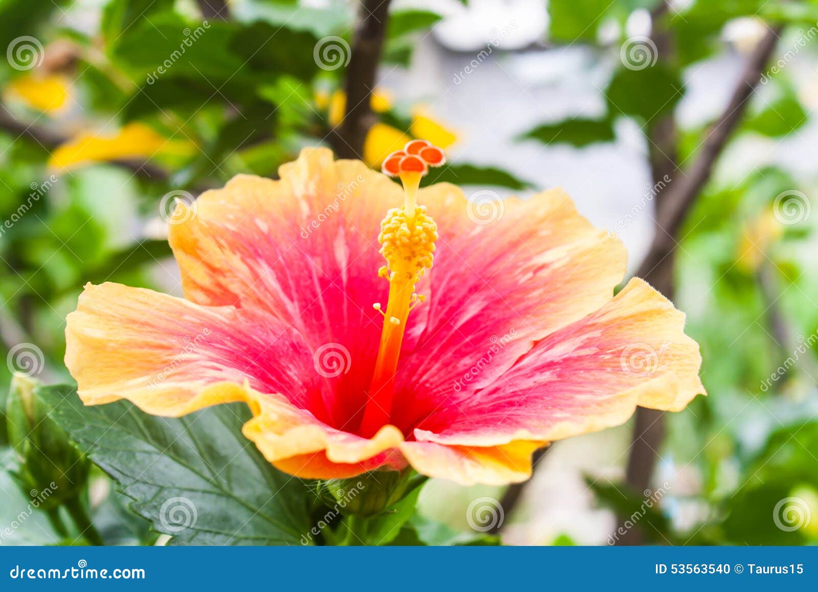 Beautiful Red Hibiscus Flower At A Botanical Garden. Royalty-Free Stock ...