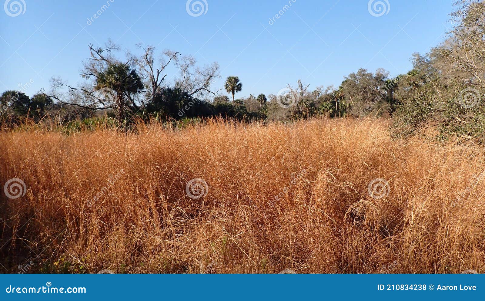 Beautiful Hike through this Field Stock Photo - Image of landscape ...