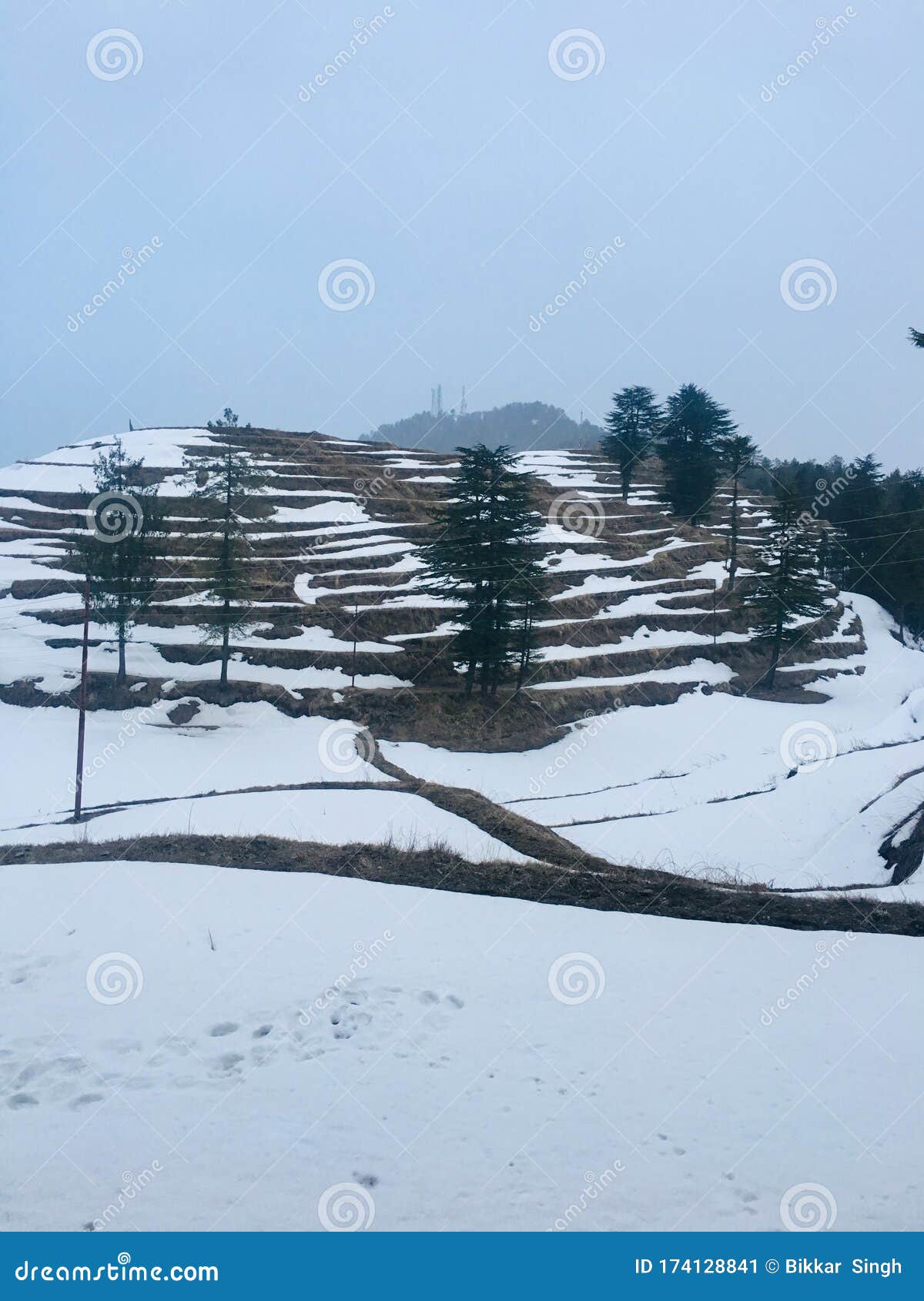 Snowfall Hill View with Devdaar Trees Stock Image - Image of india ...