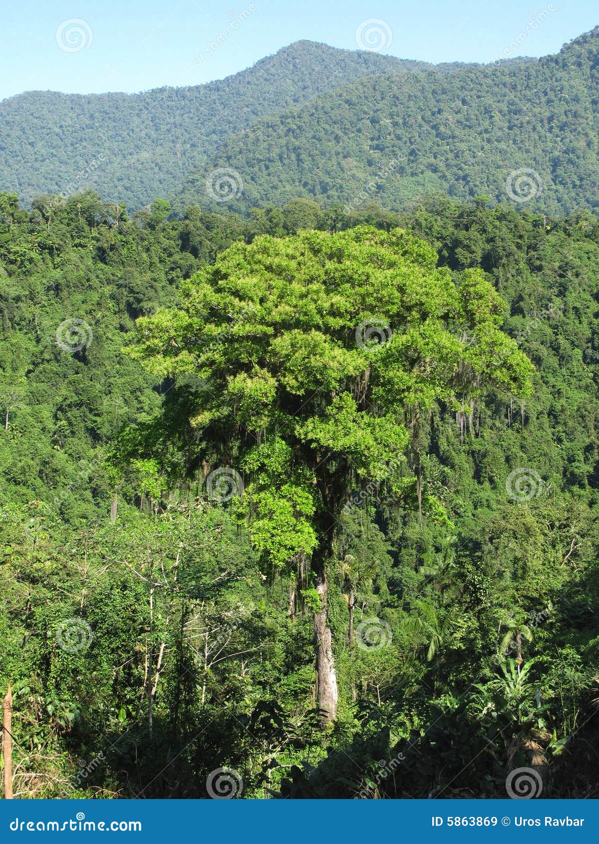 Beautiful hills stock image. Image of scenics, tree, tranquil - 5863869