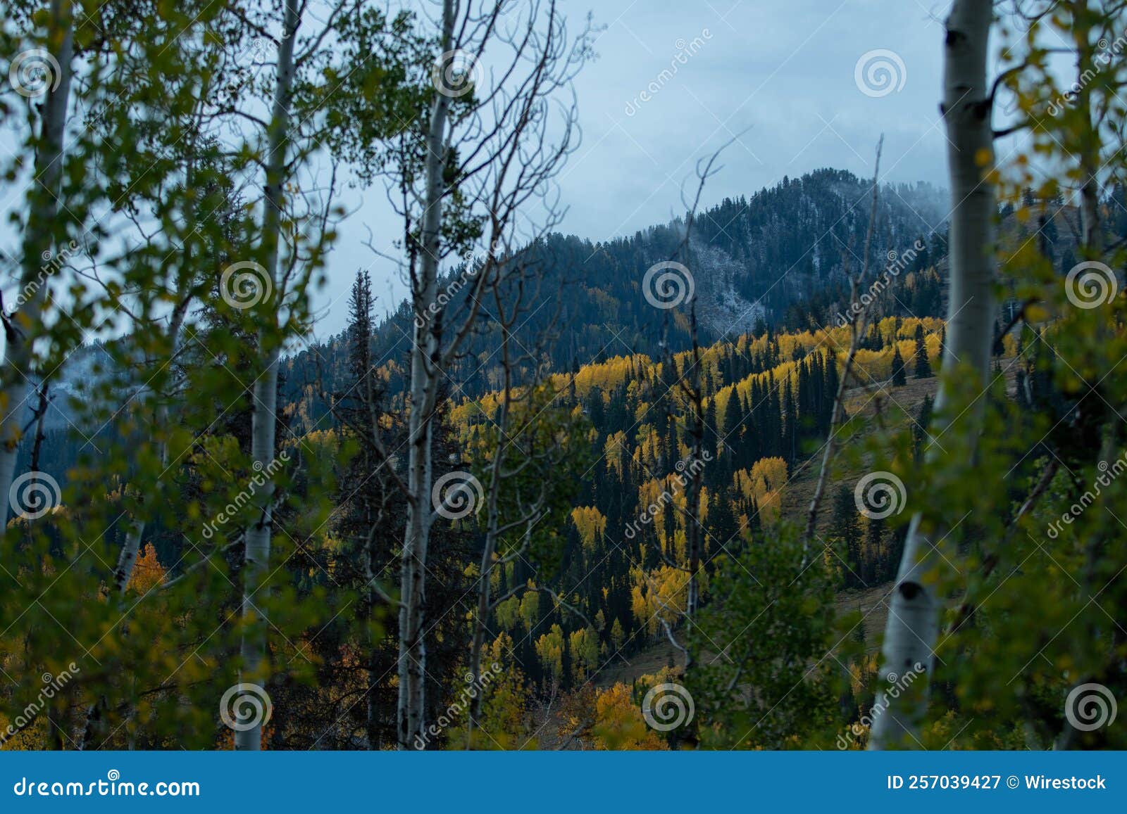 Beautiful Hillside with Fur Trees in Autumn Stock Image - Image of ...