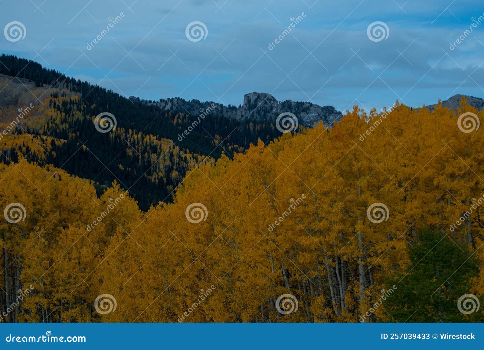 Beautiful Hillside with Fur Trees in Autumn Stock Image - Image of ...