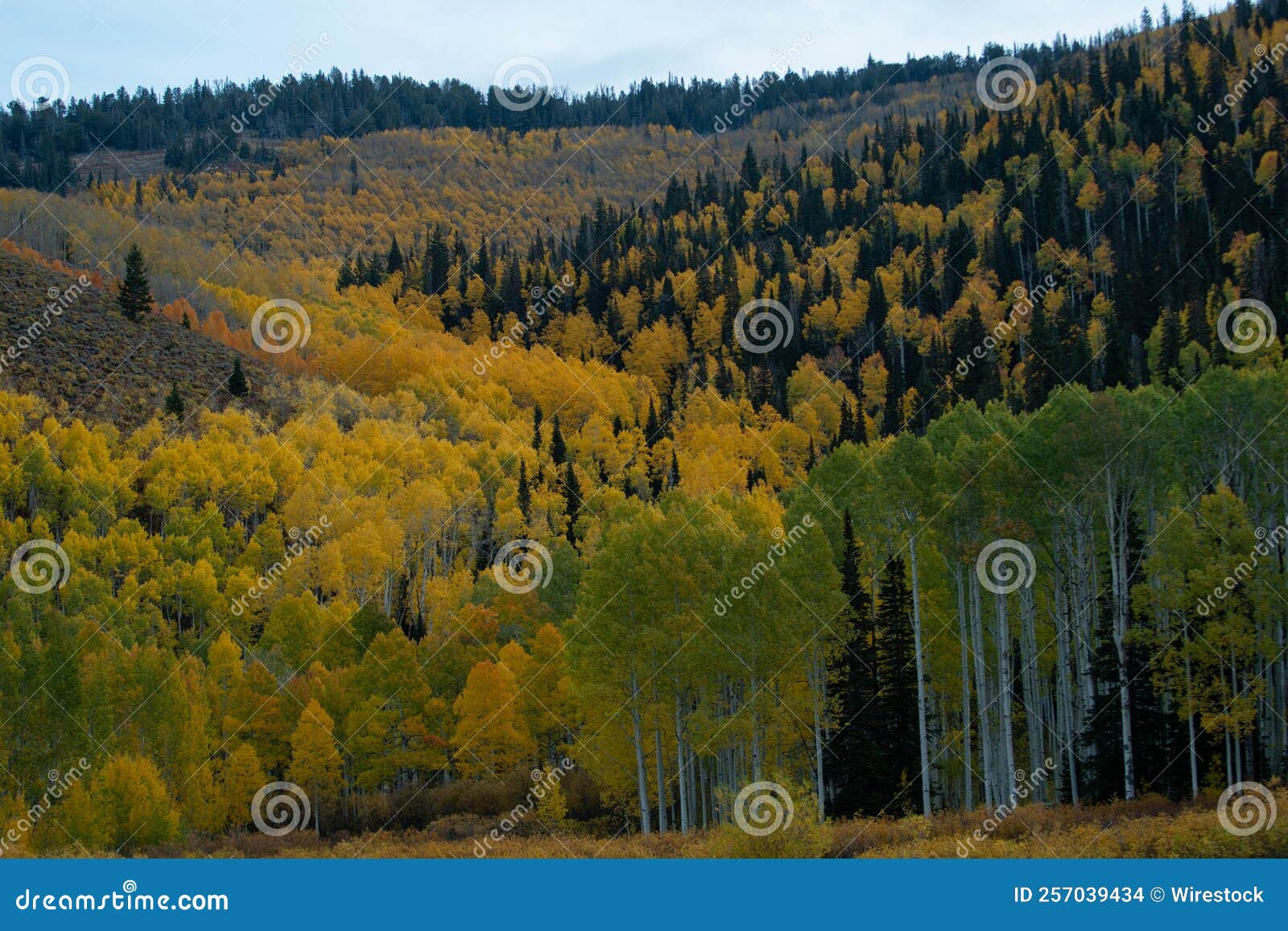 Beautiful Hillside with Fur Trees in Autumn Stock Photo - Image of blue ...