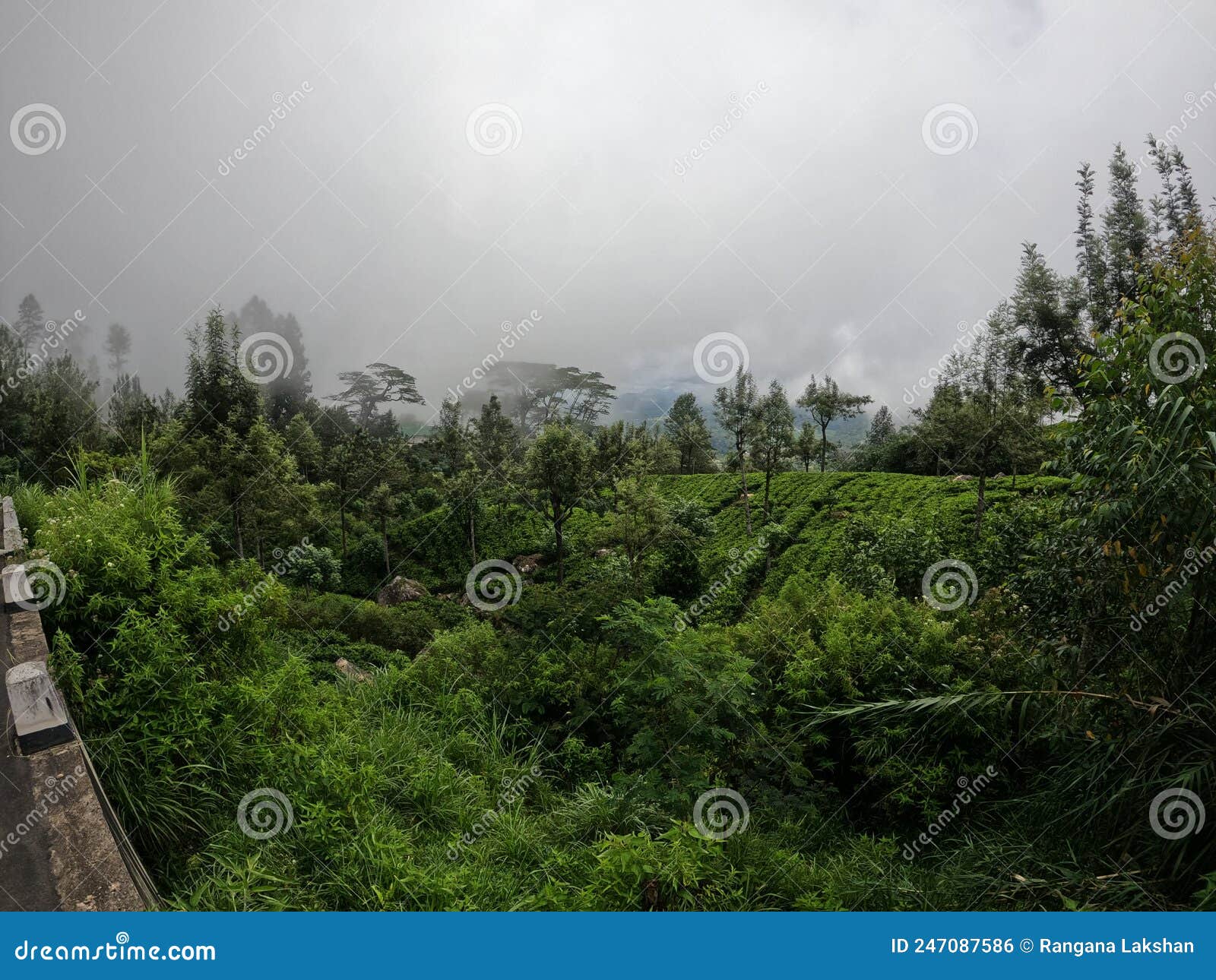Beautiful Hilly Environment with Mist Stock Photo - Image of nature ...