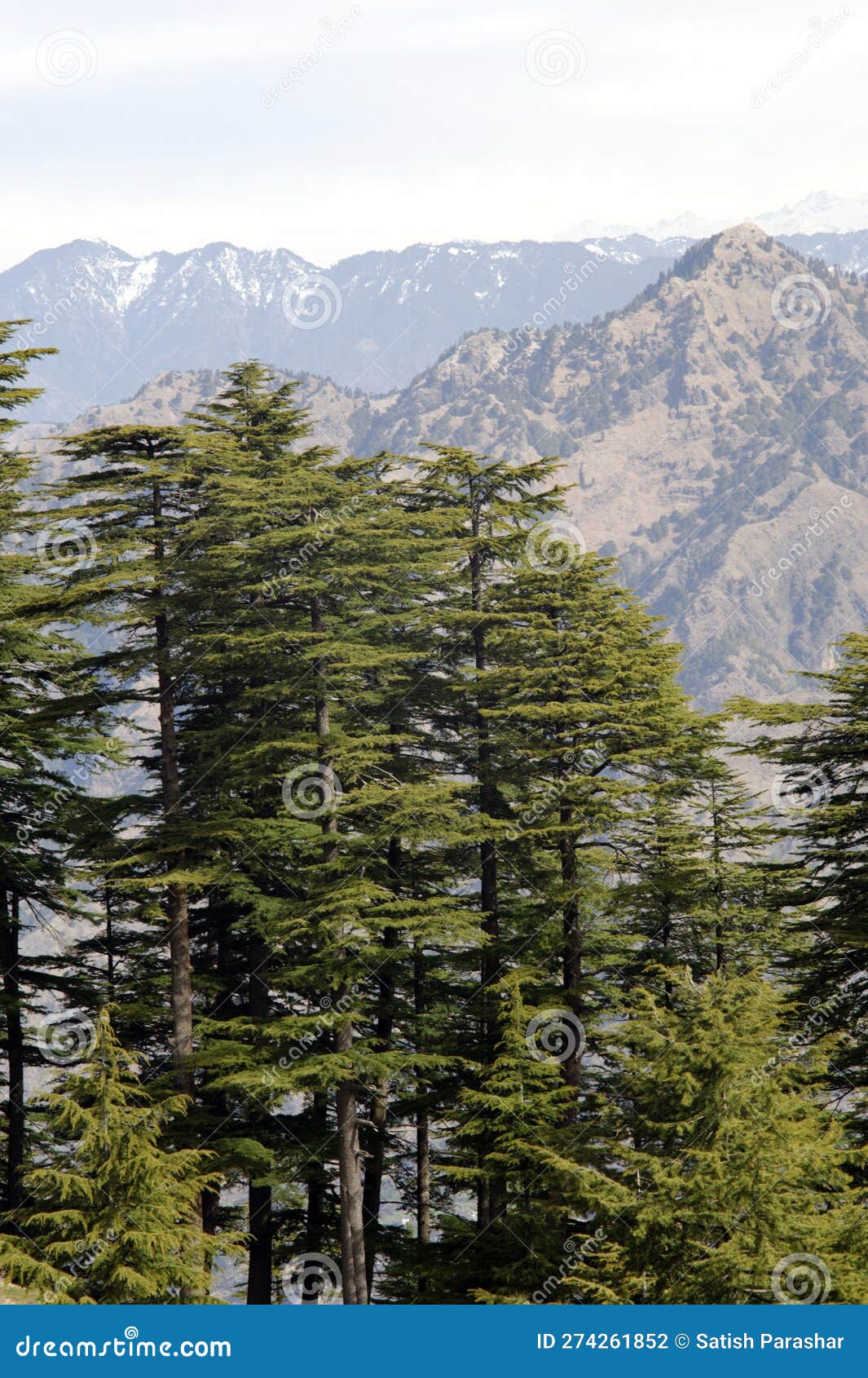 Beautiful Himalayan Devdar Tree in Valley Stock Photo - Image of flower ...