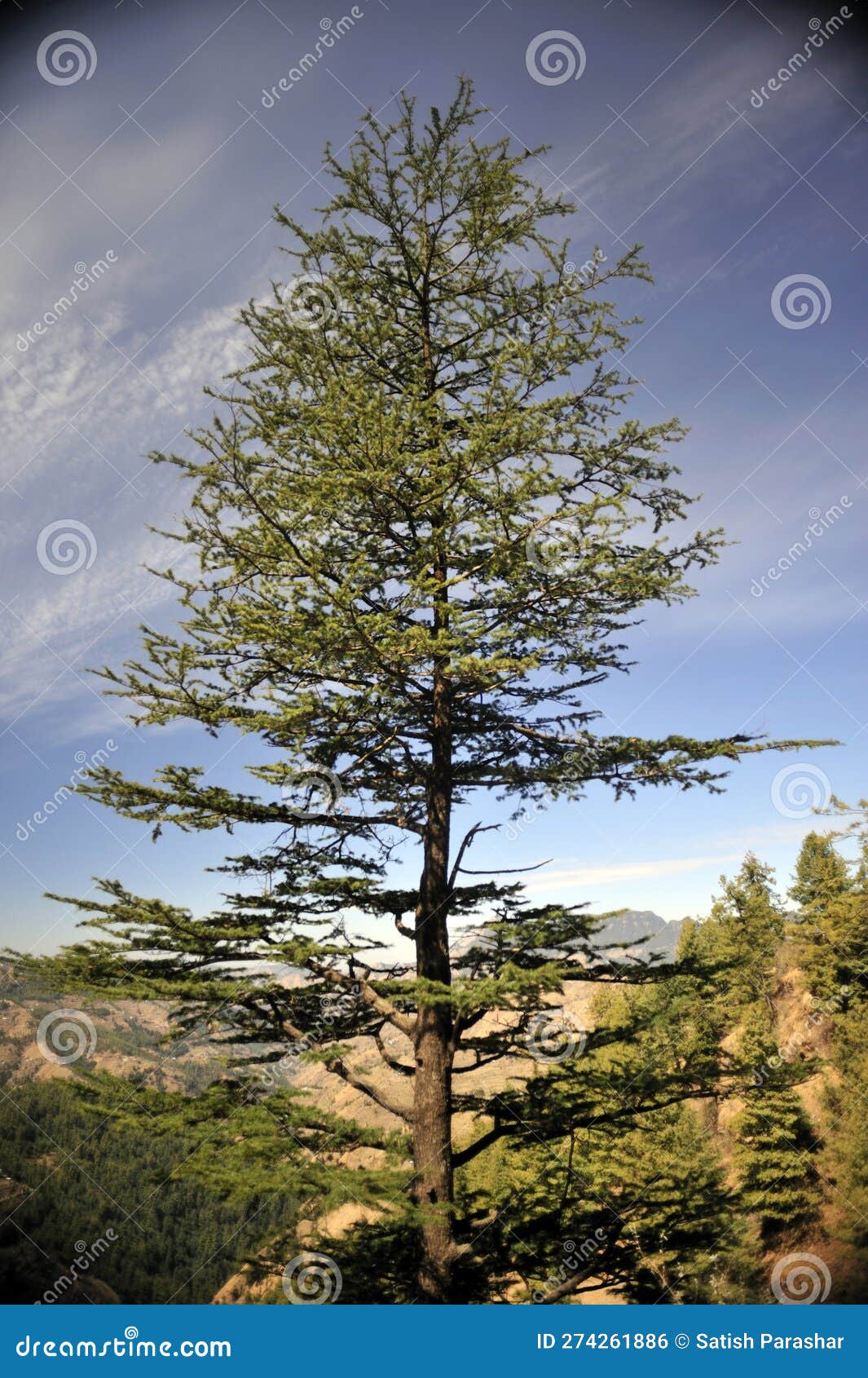Beautiful Himalayan Devdar Tree in Valley Stock Photo - Image of nature ...