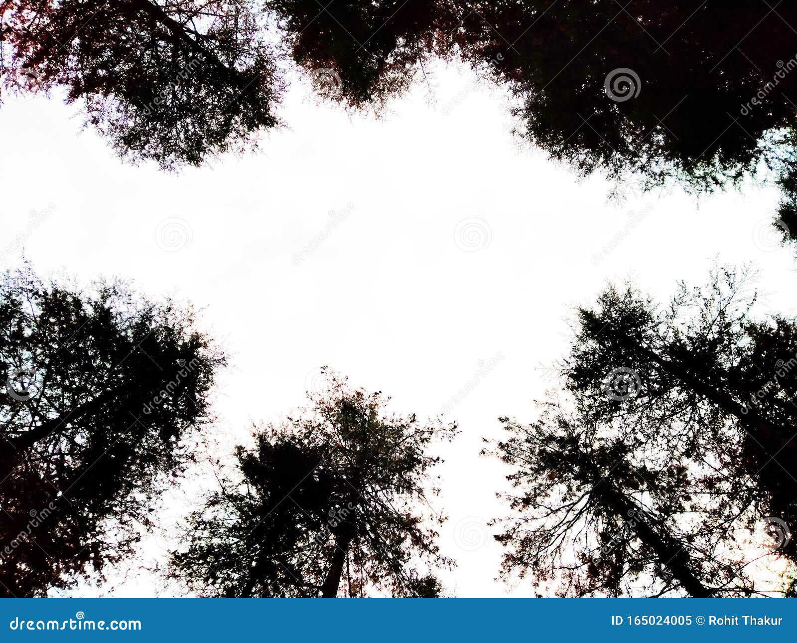 Beautiful Himalayan Forest with Their High Trees Stock Image - Image of ...