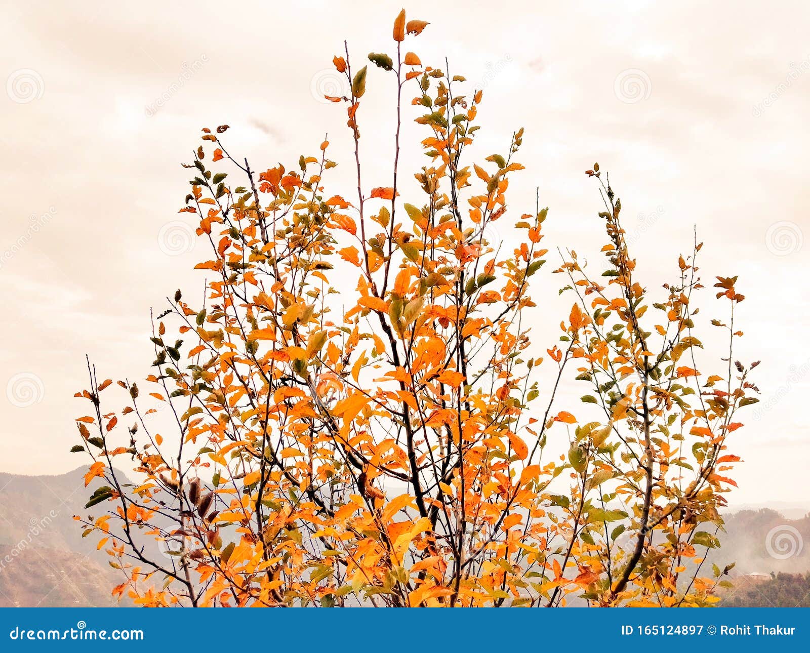 Beautiful Himalayan Tree with Their Beautiful and Colourful Leafs in ...