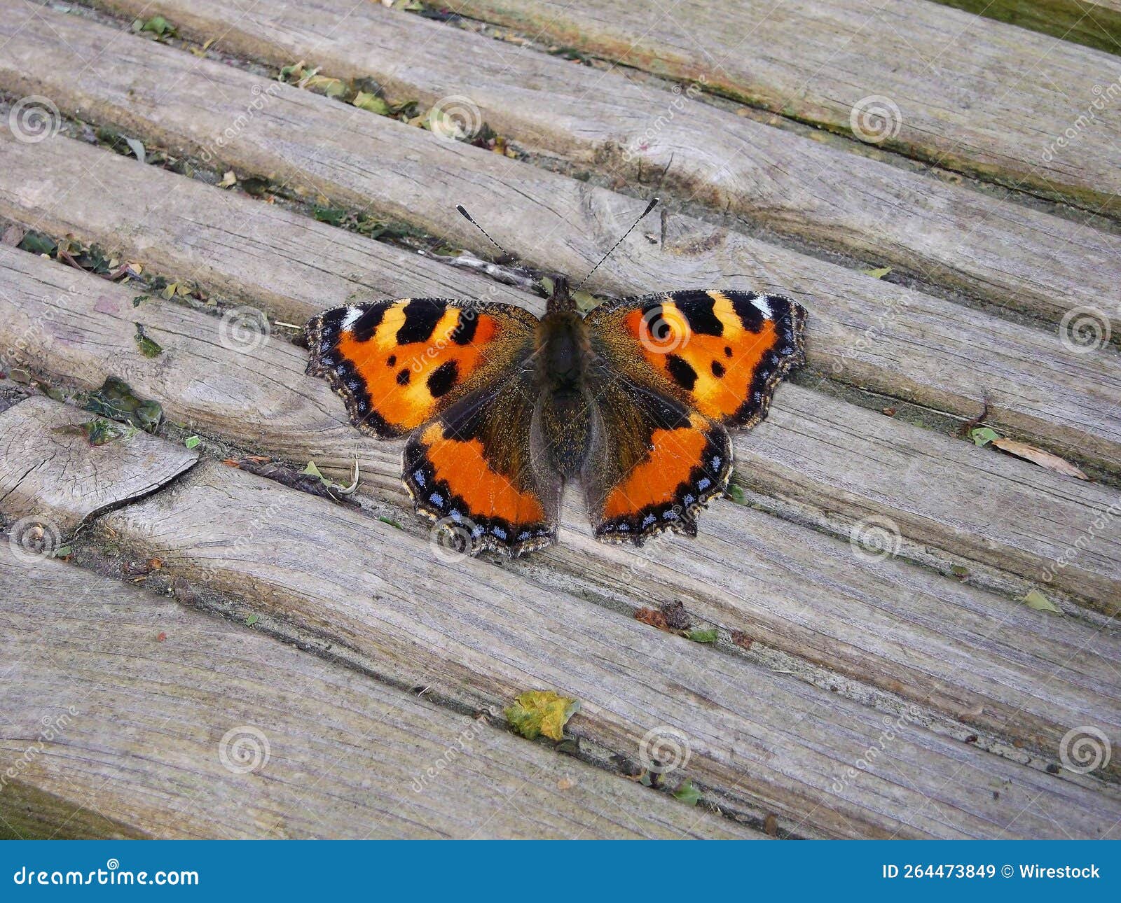 Beautiful Hives on a Wooden Surface Stock Image - Image of animal ...