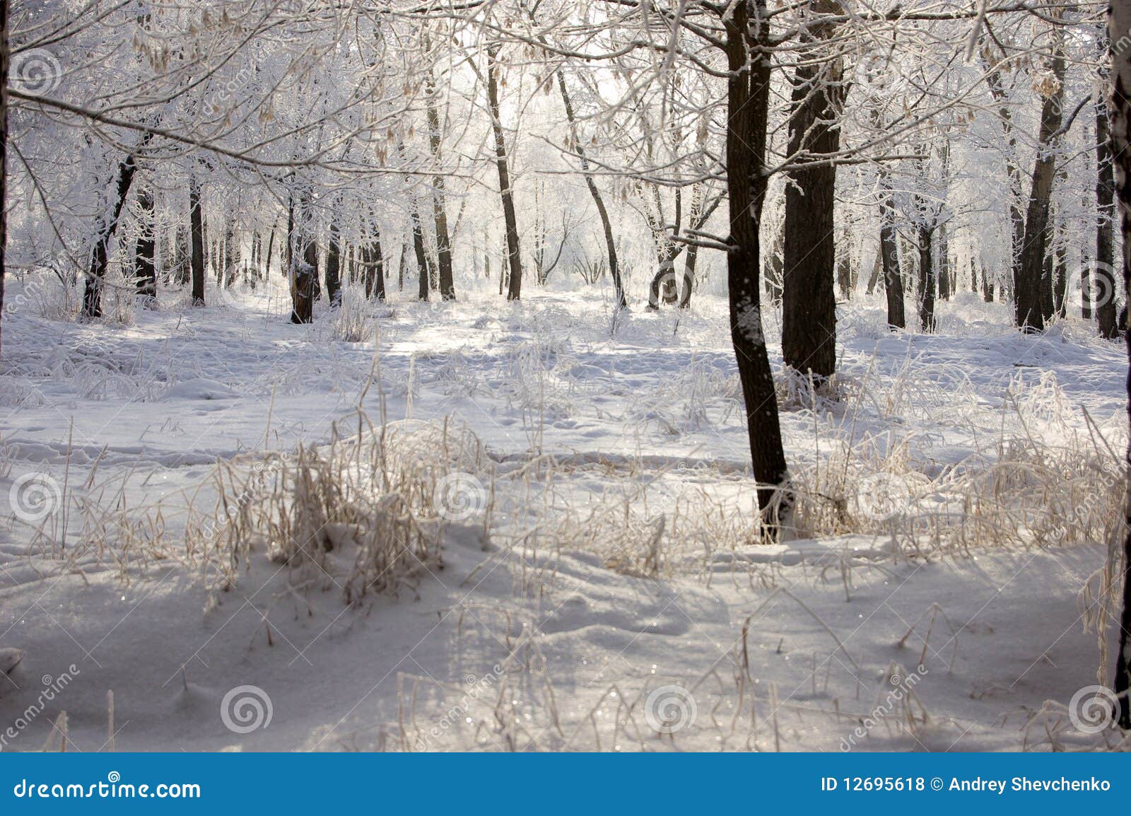 Beautiful hoarfrost stock photo. Image of country, city - 12695618