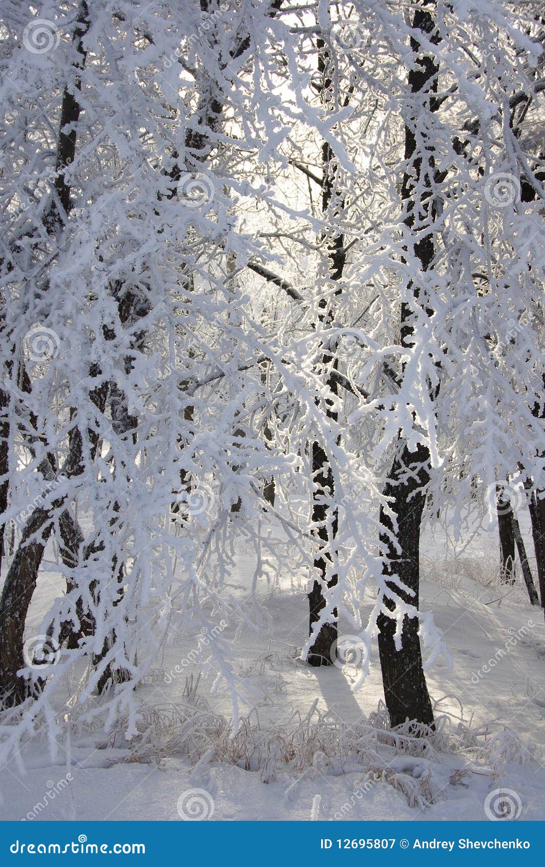 Beautiful hoarfrost stock image. Image of view, branch - 12695807