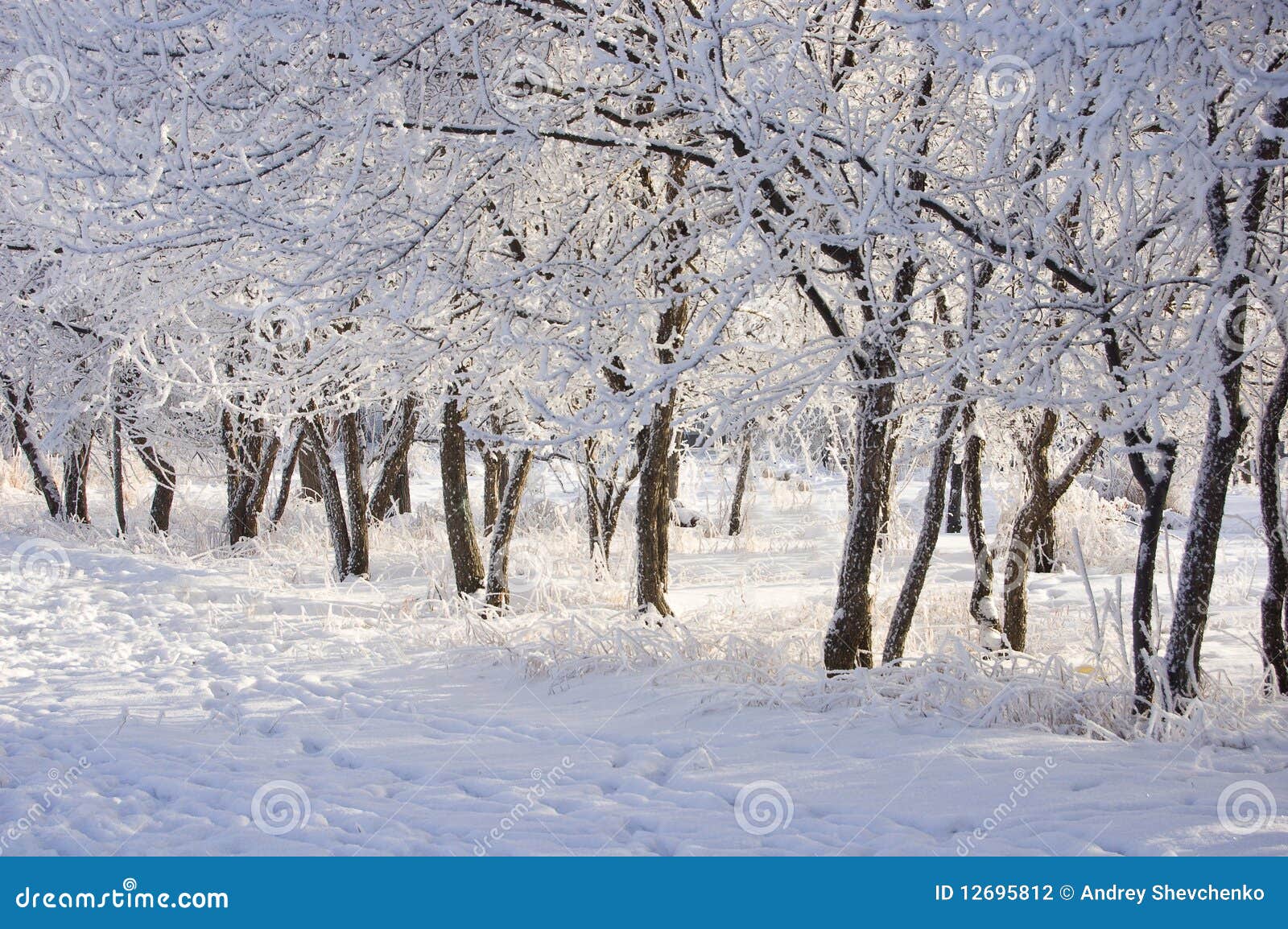 Beautiful hoarfrost stock photo. Image of urban, beauty - 12695812