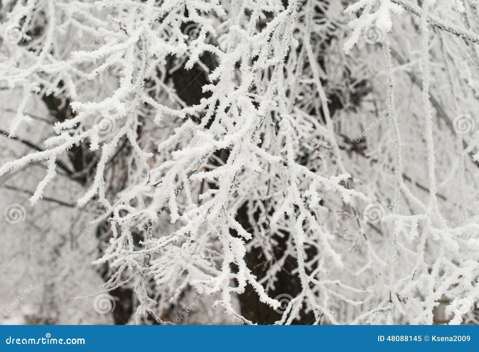 Beautiful hoarfrost stock image. Image of cold, macro - 48088145