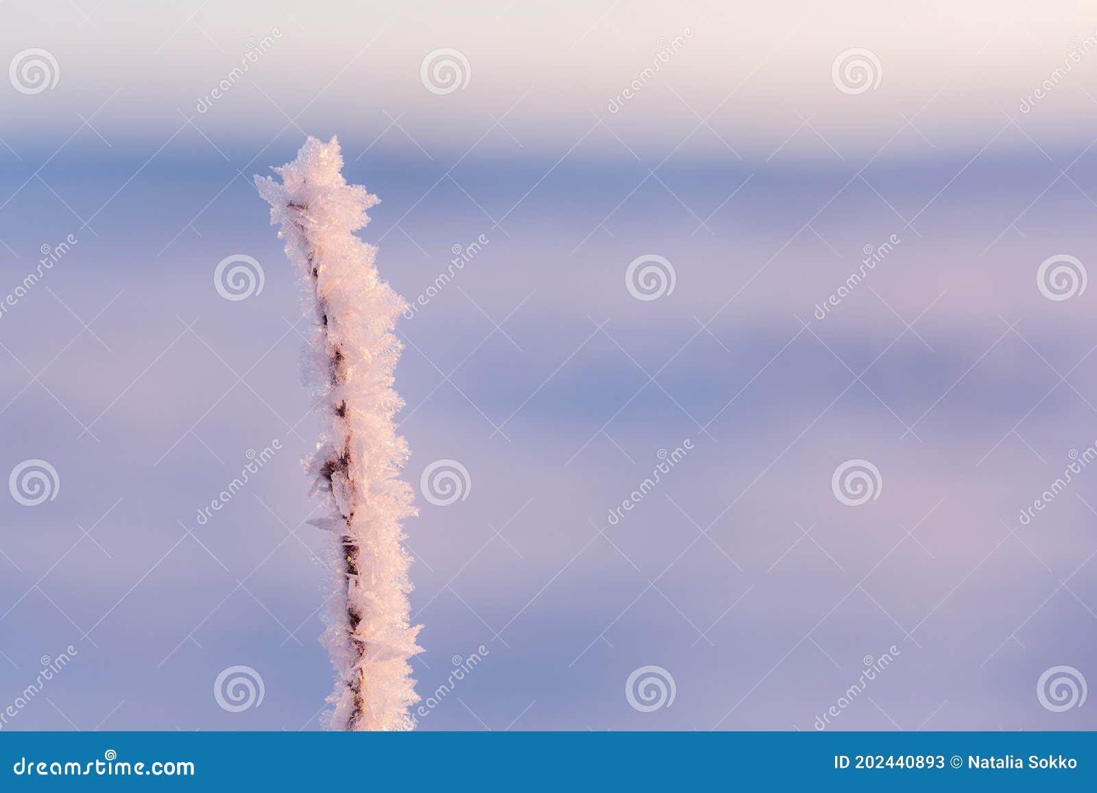 Beautiful Hoarfrost on a Plant Stock Image - Image of nature, winter ...