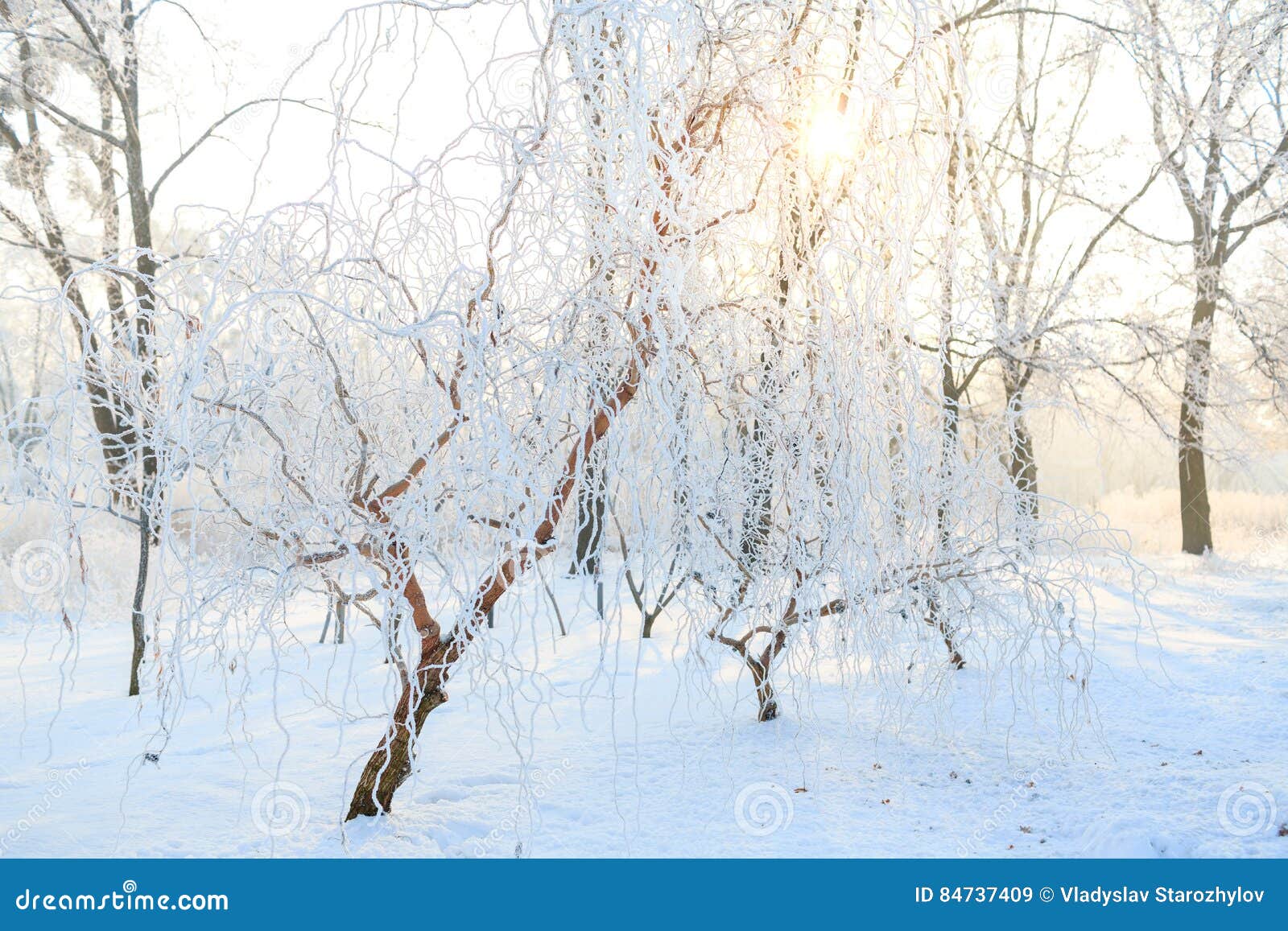 Beautiful Hoarfrost and Rime on Trees Stock Image - Image of january ...