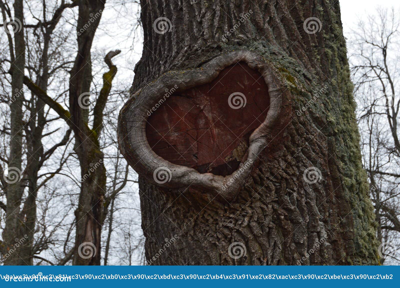 Beautiful Hollow in a Tree in the Shape of a Heart Stock Photo - Image ...