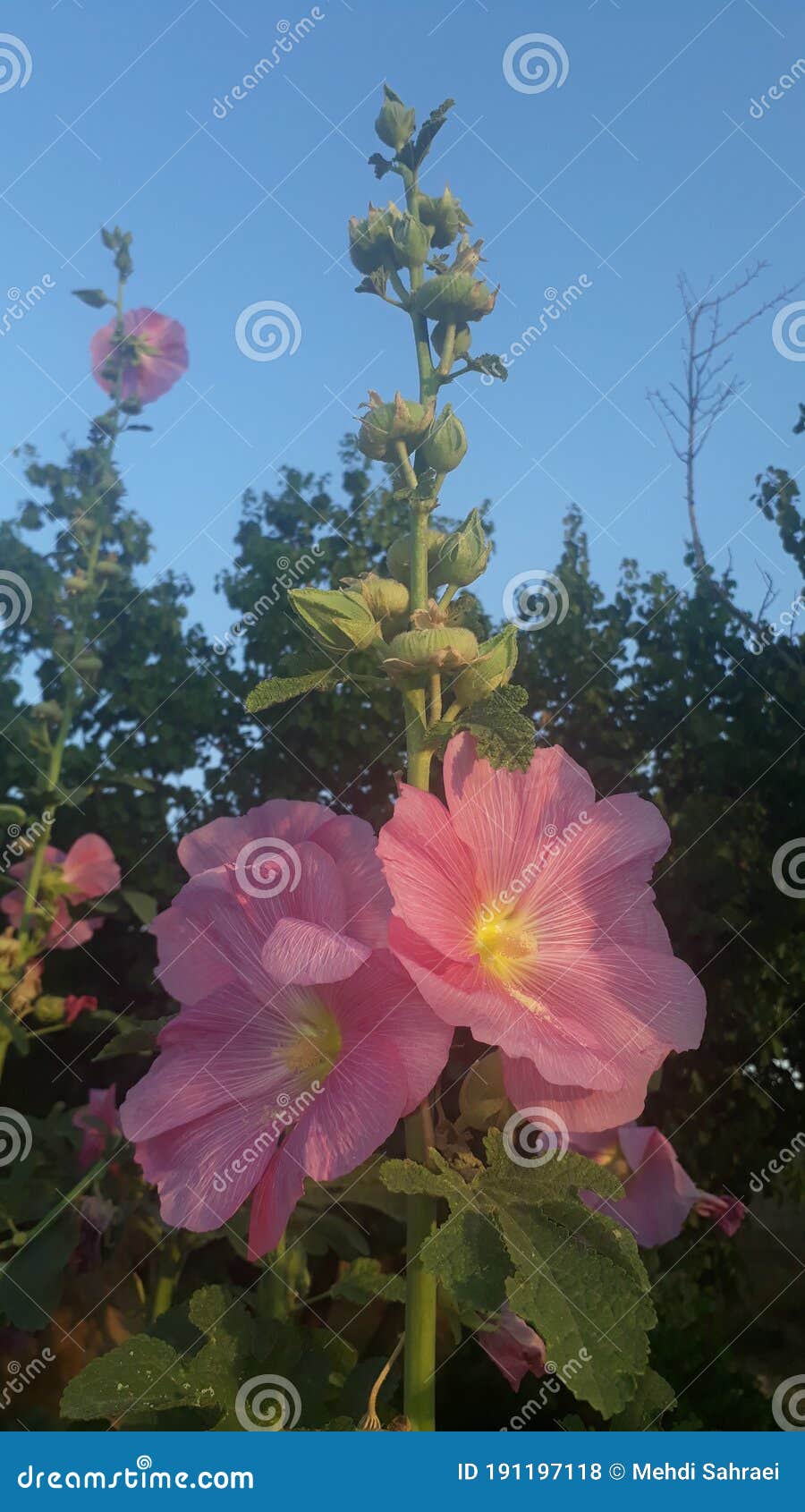 Beautiful hollyhock tree stock photo. Image of flower - 191197118