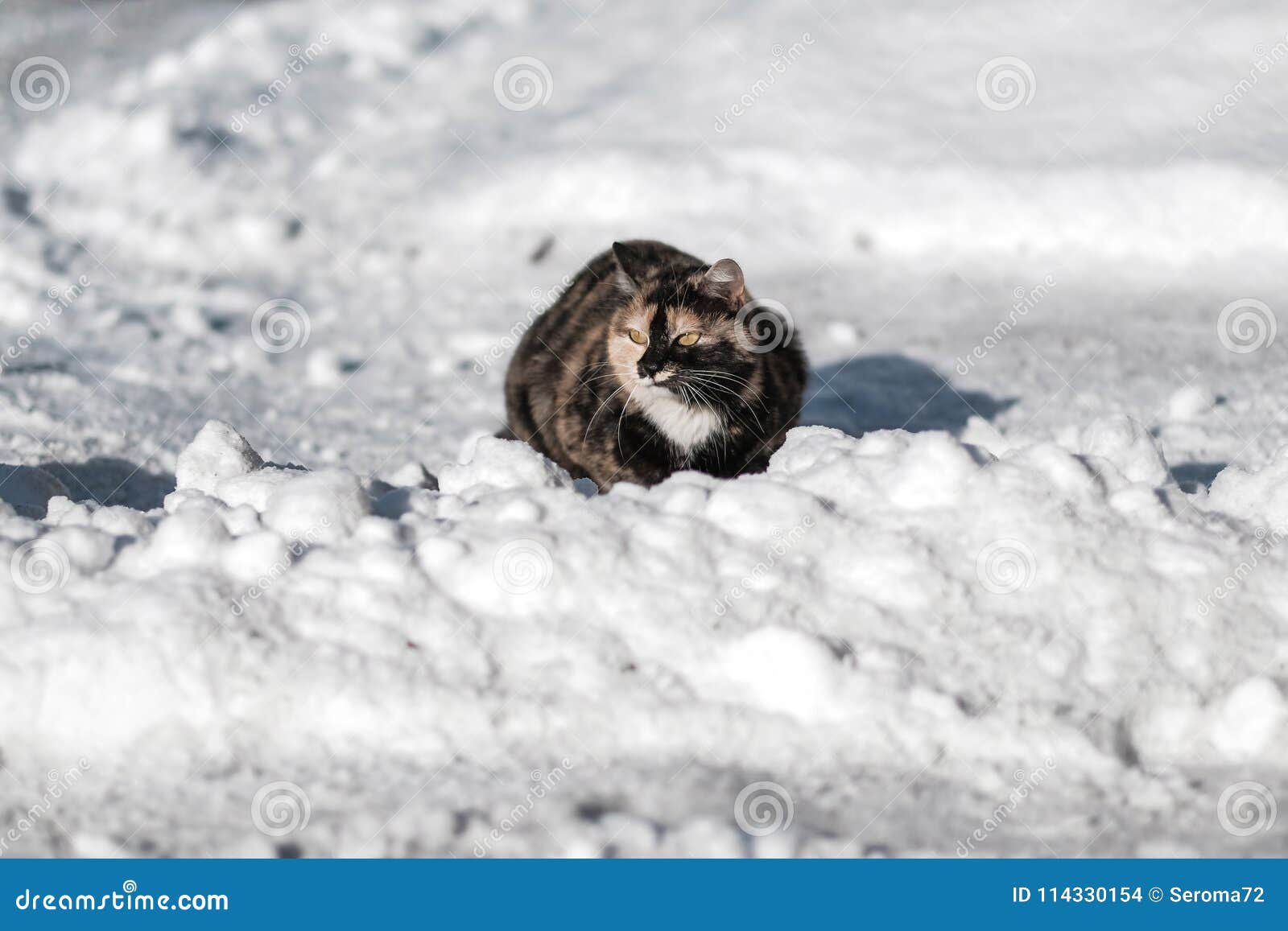 Wild cat in the snow stock photo. Image of wandering - 114330154