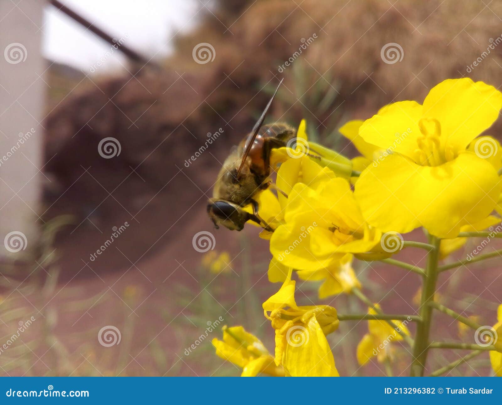 Beautiful Honey Bee on Mustard Flower Stock Photo - Image of plant ...