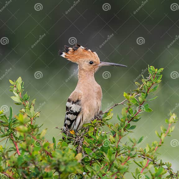Beautiful Hoopoe, Eurasian Hoopoe Upupa Epops Sitting on a Branch Stock ... Beautiful Hoopoe, Eurasian Hoopoe Upupa Epops Sitting on a Branch Stock ...