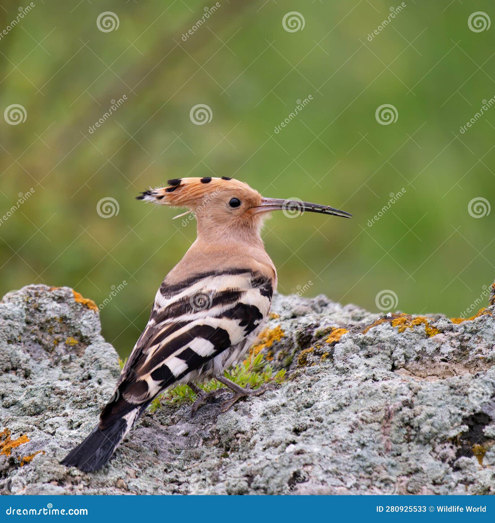 Beautiful Hoopoe, Eurasian Hoopoe Upupa Epops Sitting on a Stone Stock ... Beautiful Hoopoe, Eurasian Hoopoe Upupa Epops Sitting on a Stone Stock ...