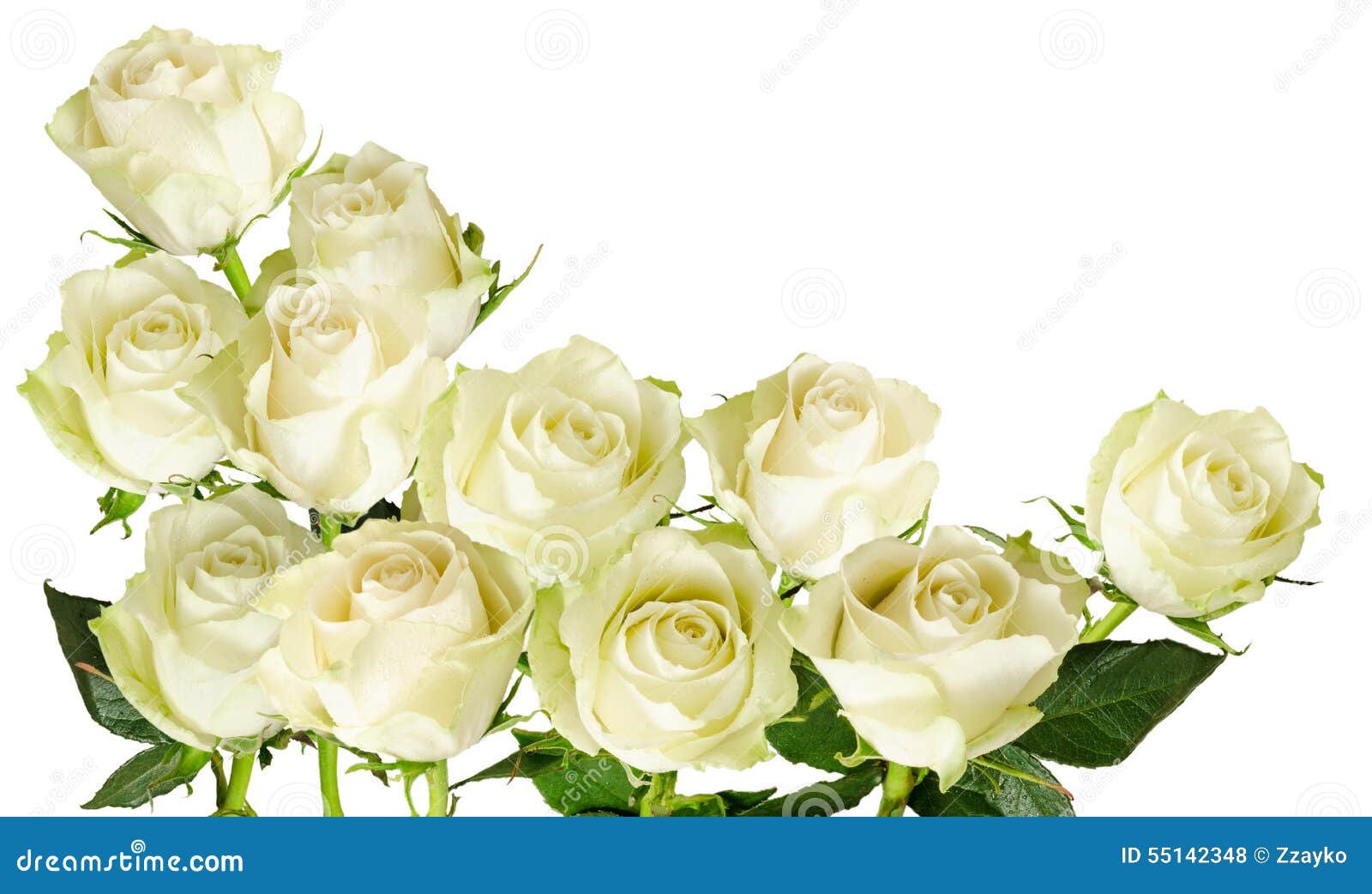 161 Beautiful Horizontal Frame Bouquet White Roses Isolated White ...