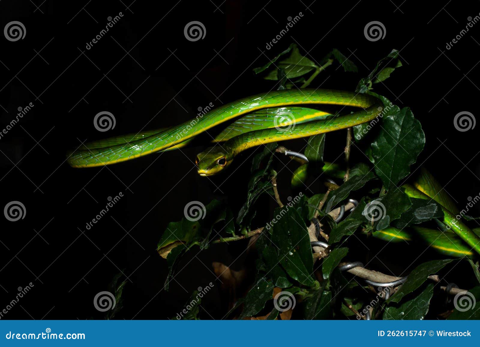 Beautiful Horizontal Image of a Bright Green Snake in a Tree at Night ...