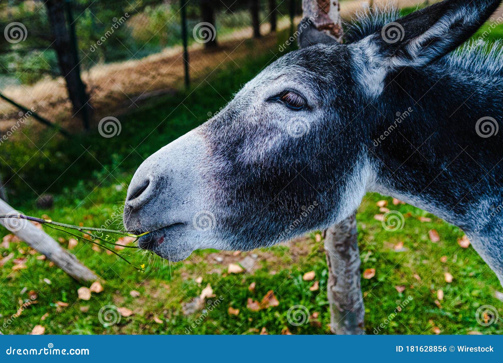 Beautiful Horizontal Shot of a Black Donkey with White Snout Stock ...