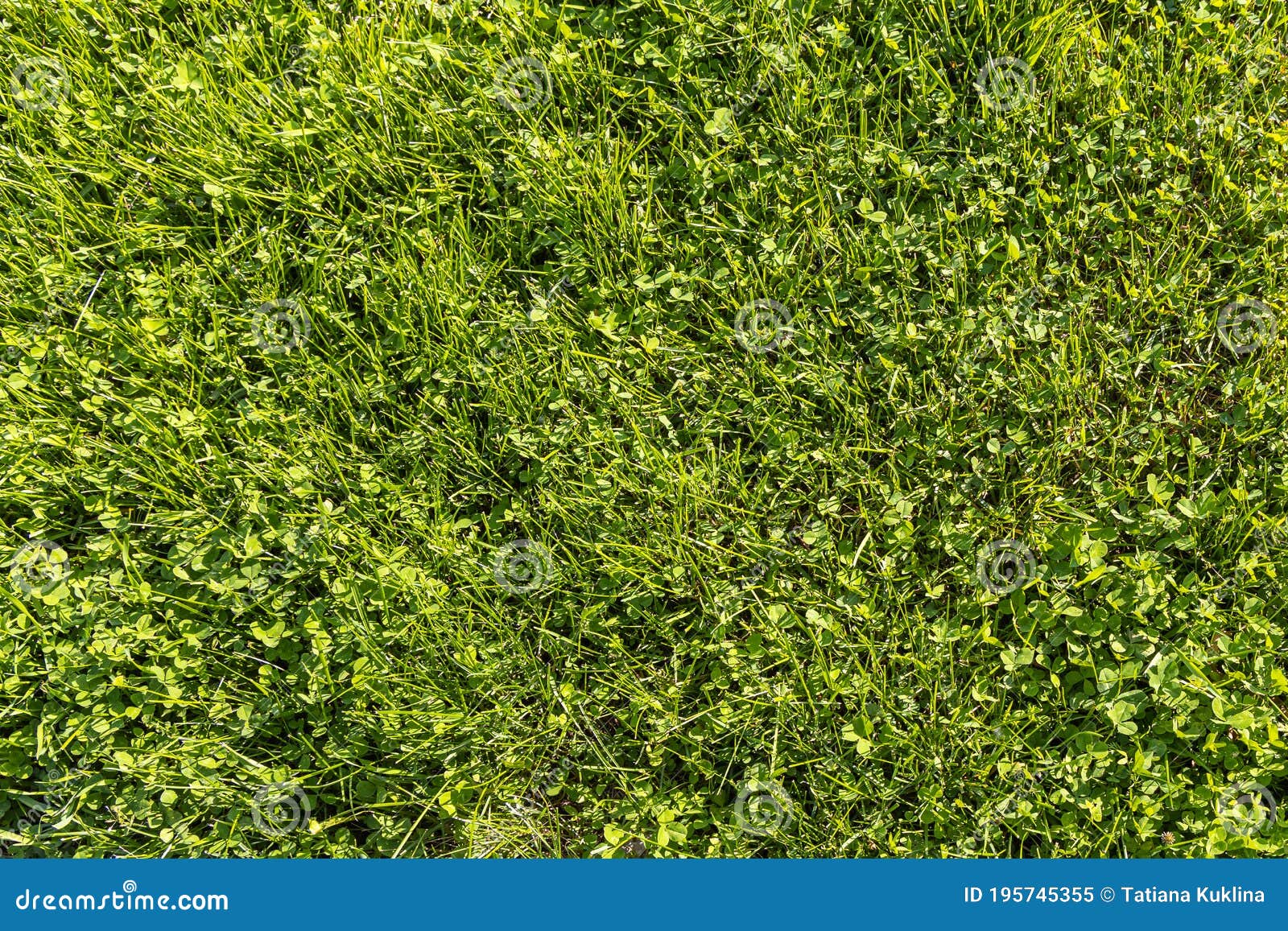 Beautiful Horizontal Texture of Green Clover and Creeping Wild Rye ...